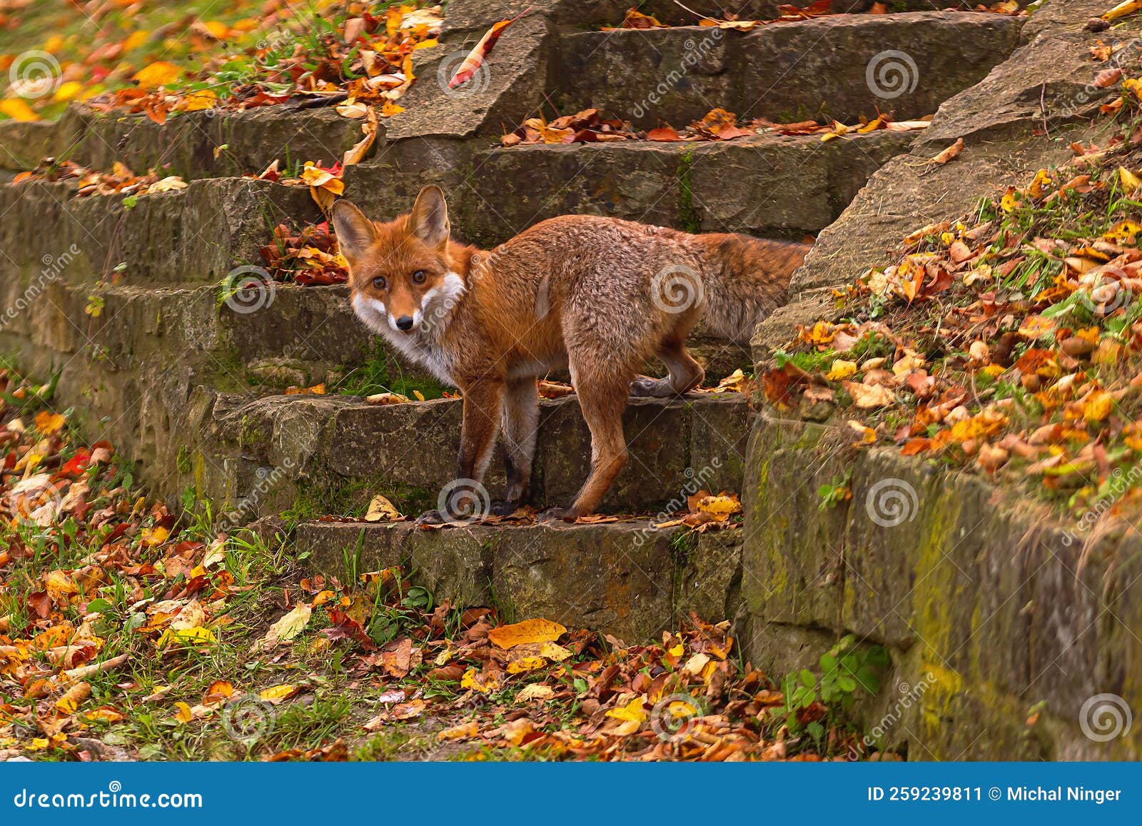 Male Red Fox Vulpes Vulpes is Spotted on the Stone Steps Stock Image ...