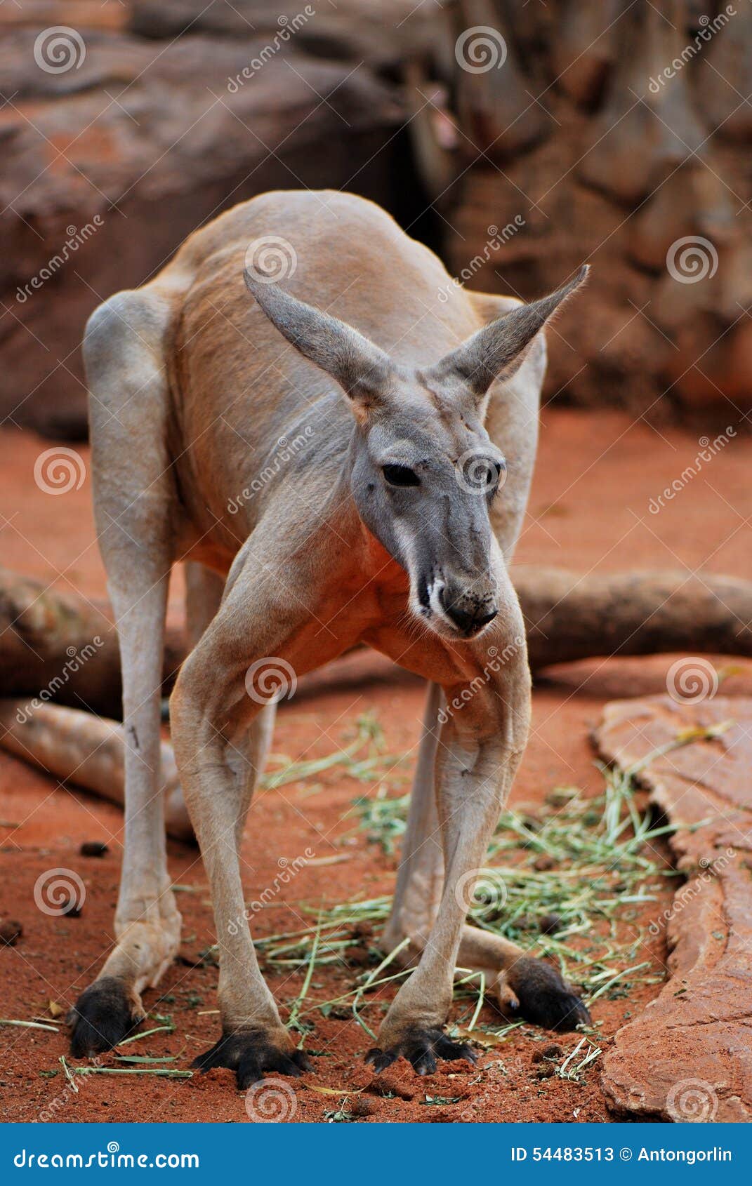 Angry Kangaroo