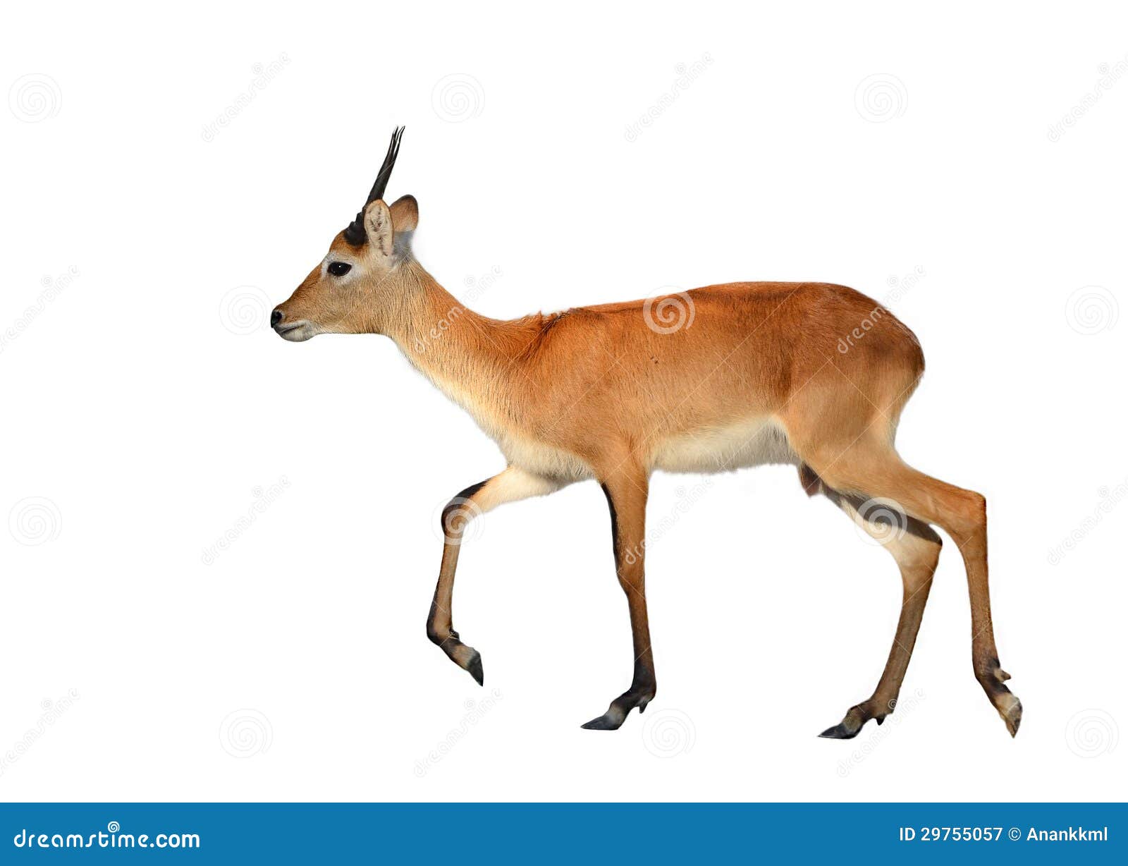 Red Lechwe Buck Looking Behind Him Stock Photo | CartoonDealer.com ...