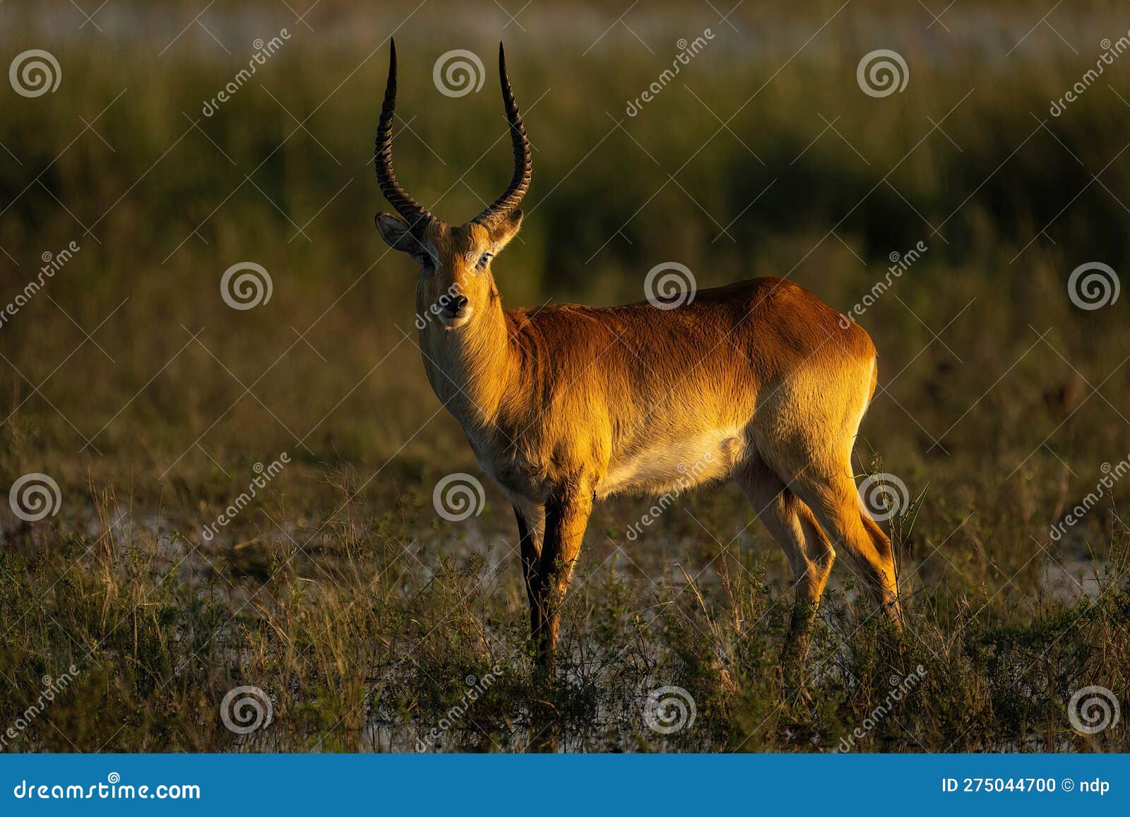 Male Red Lechwe Stands in Floodplain Staring Stock Photo - Image of ...