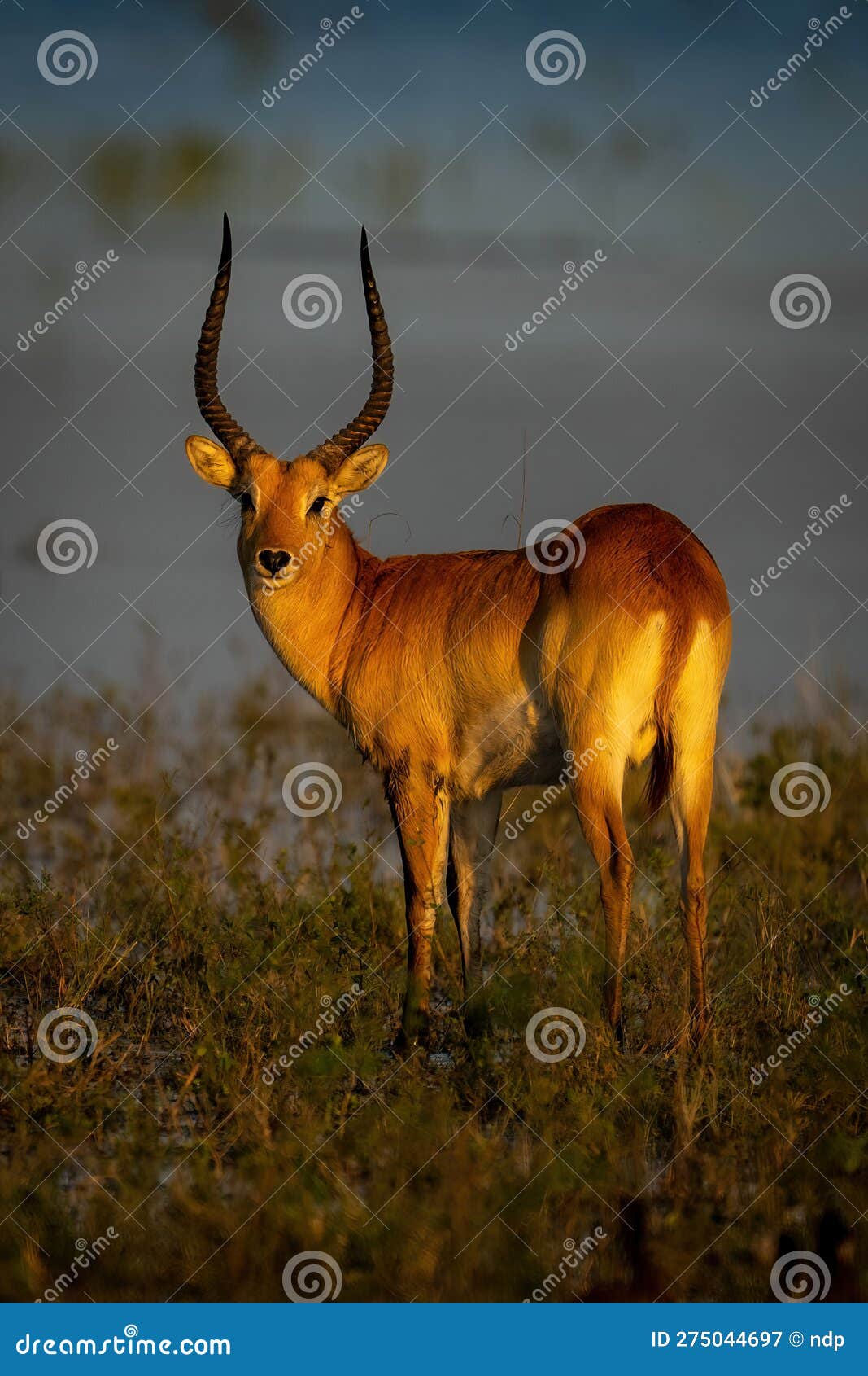 Male Red Lechwe Stands Staring in Floodplain Stock Image - Image of ...