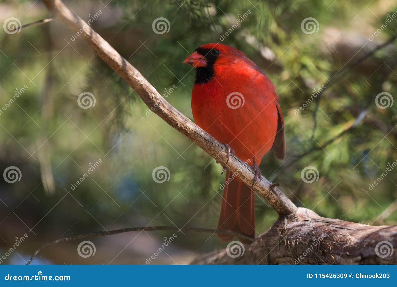 Male Northern Cardinal Bird Perched in a Cedar Tree Stock Image - Image ...
