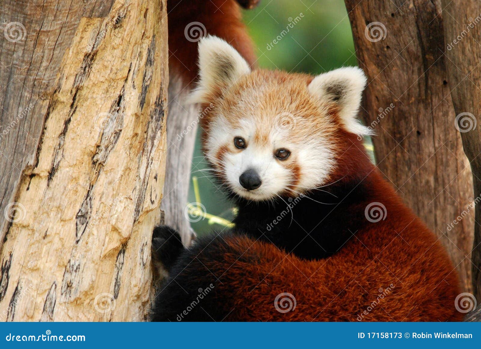Male red panda stock image. Image of resting, tree, rest - 17158173