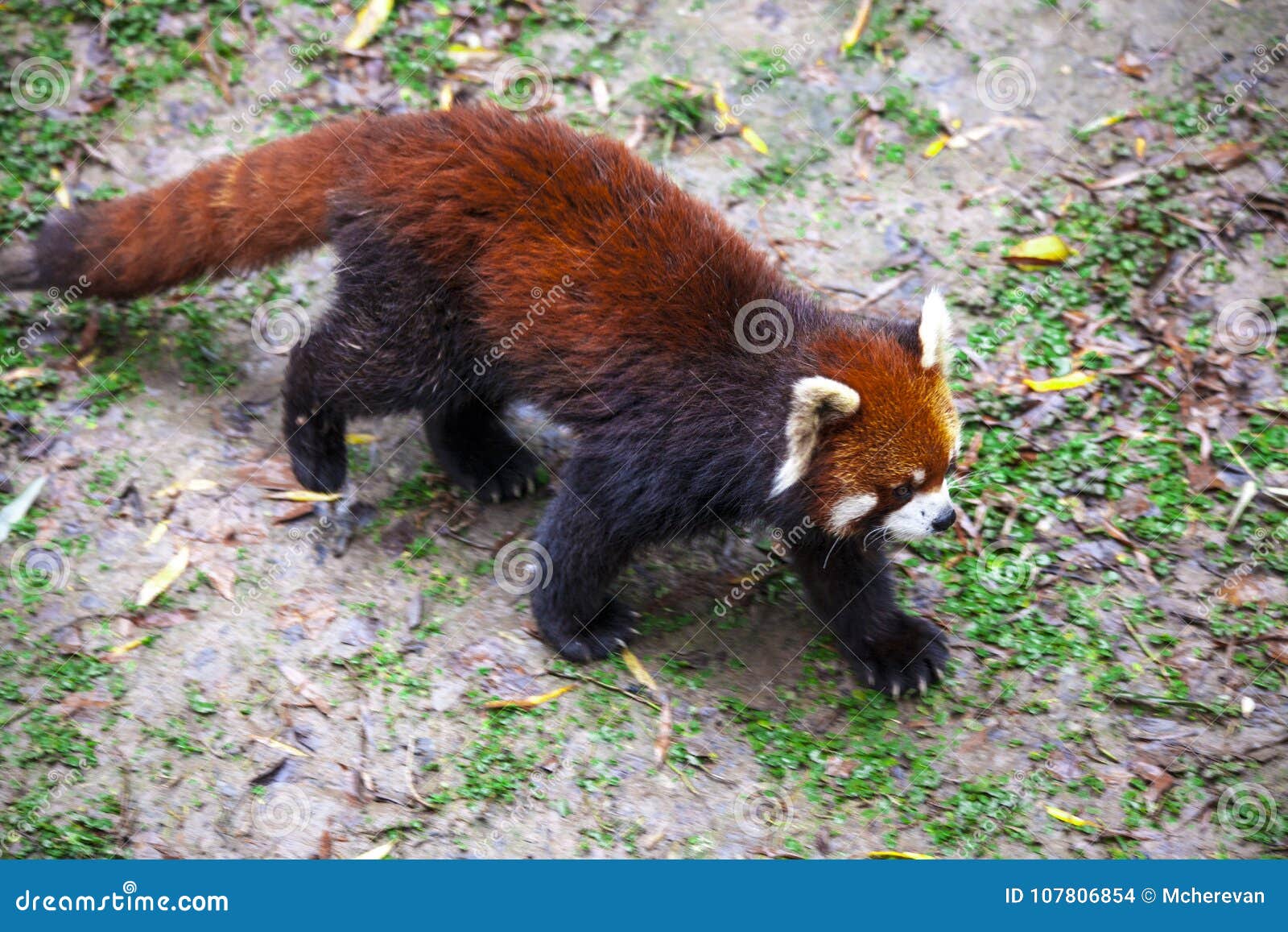 The Male Red Panda is on the Meadow . China Stock Photo - Image of ...