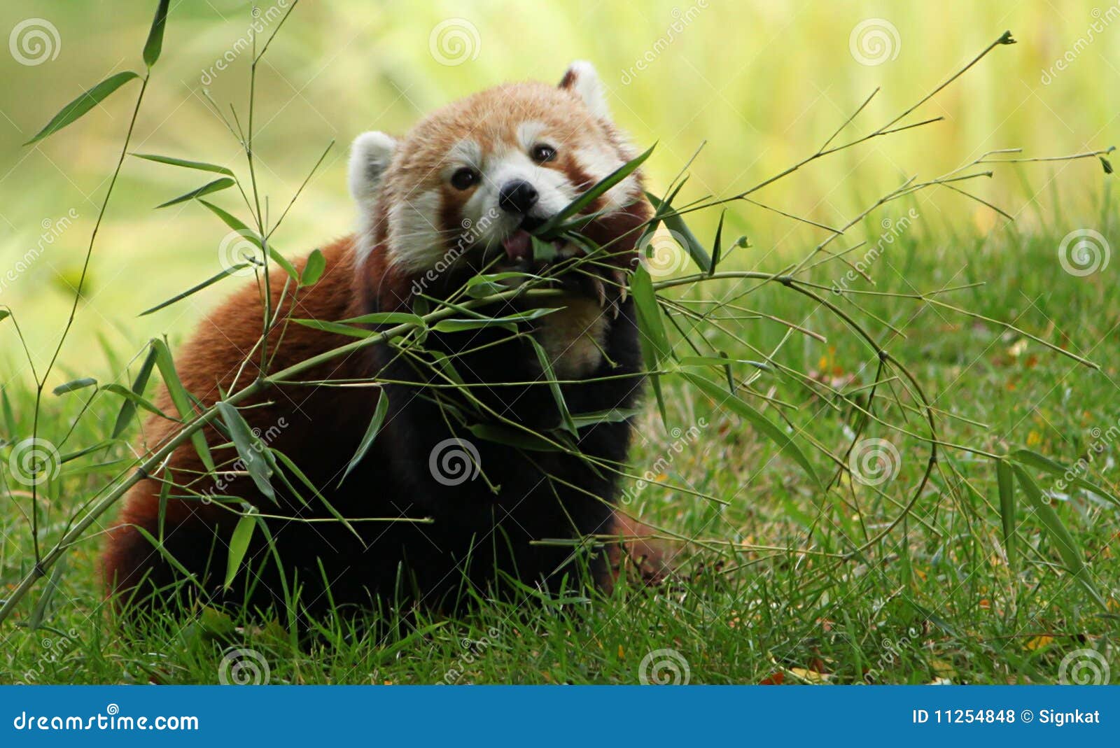 Male Red Panda Nibbling on Eucalyptus Stock Photo - Image of eucalyptus ...