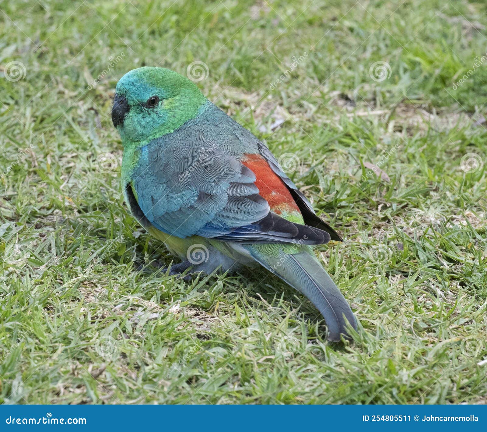 A male red rumped parrot stock image. Image of parrot - 254805511