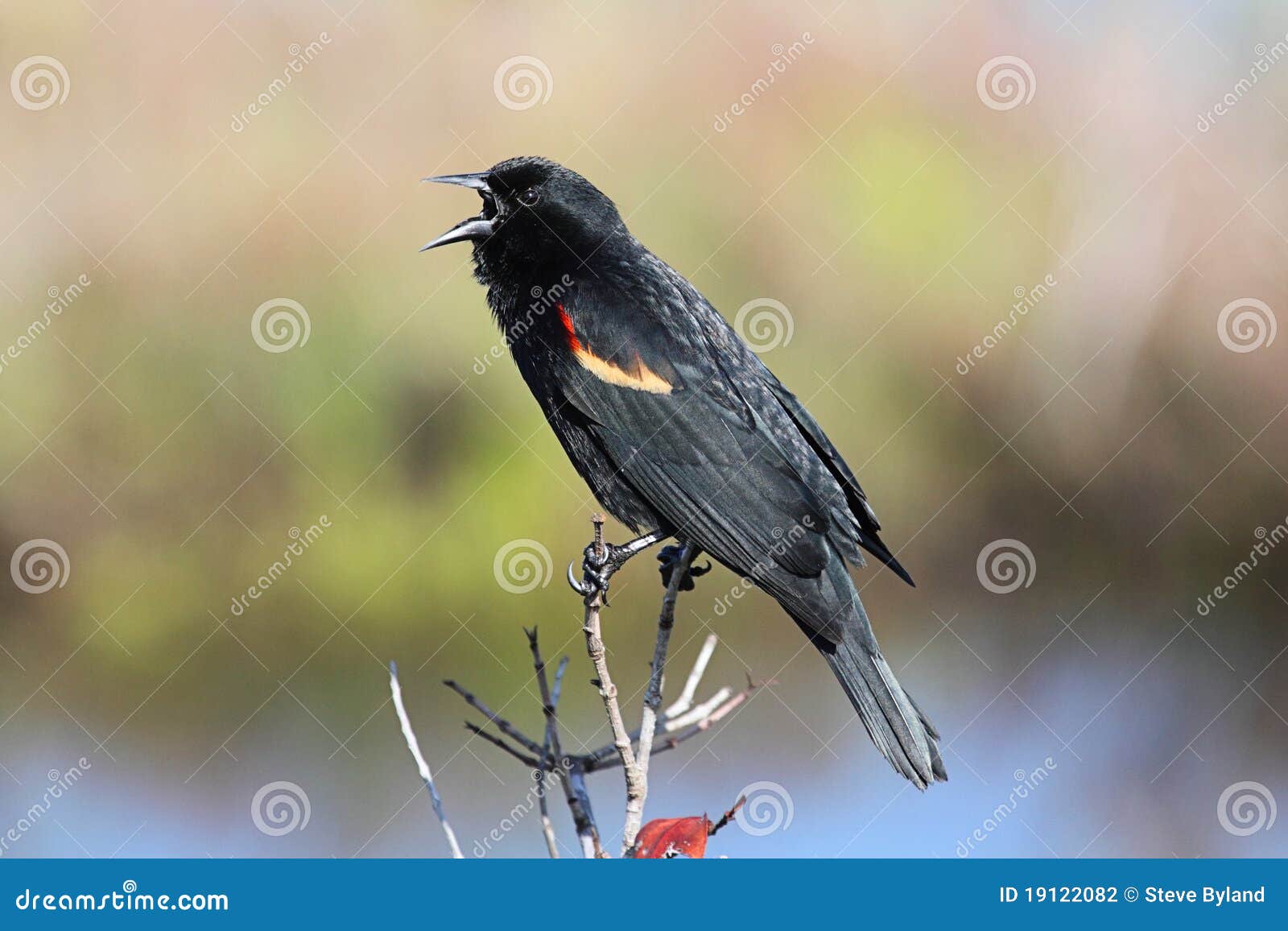 Male Red-winged Blackbird stock photo. Image of wildlife - 19122082