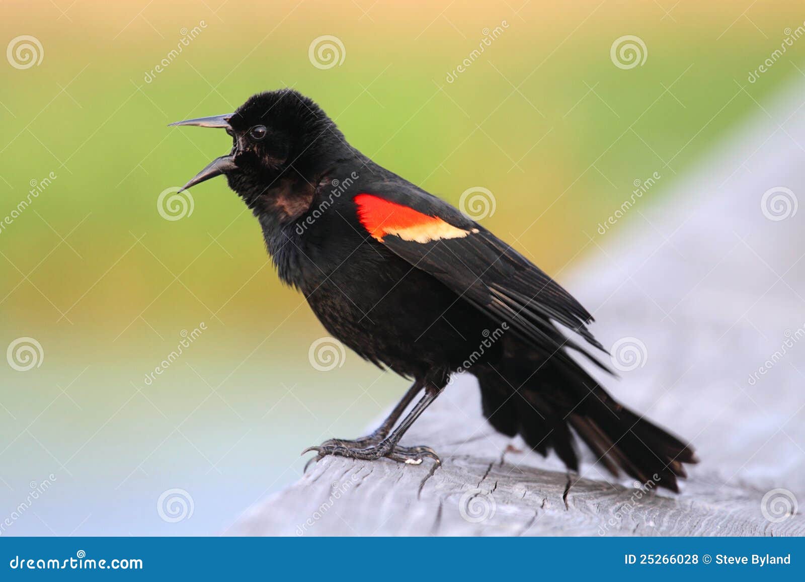 Male Red-winged Blackbird stock photo. Image of bird - 25266028