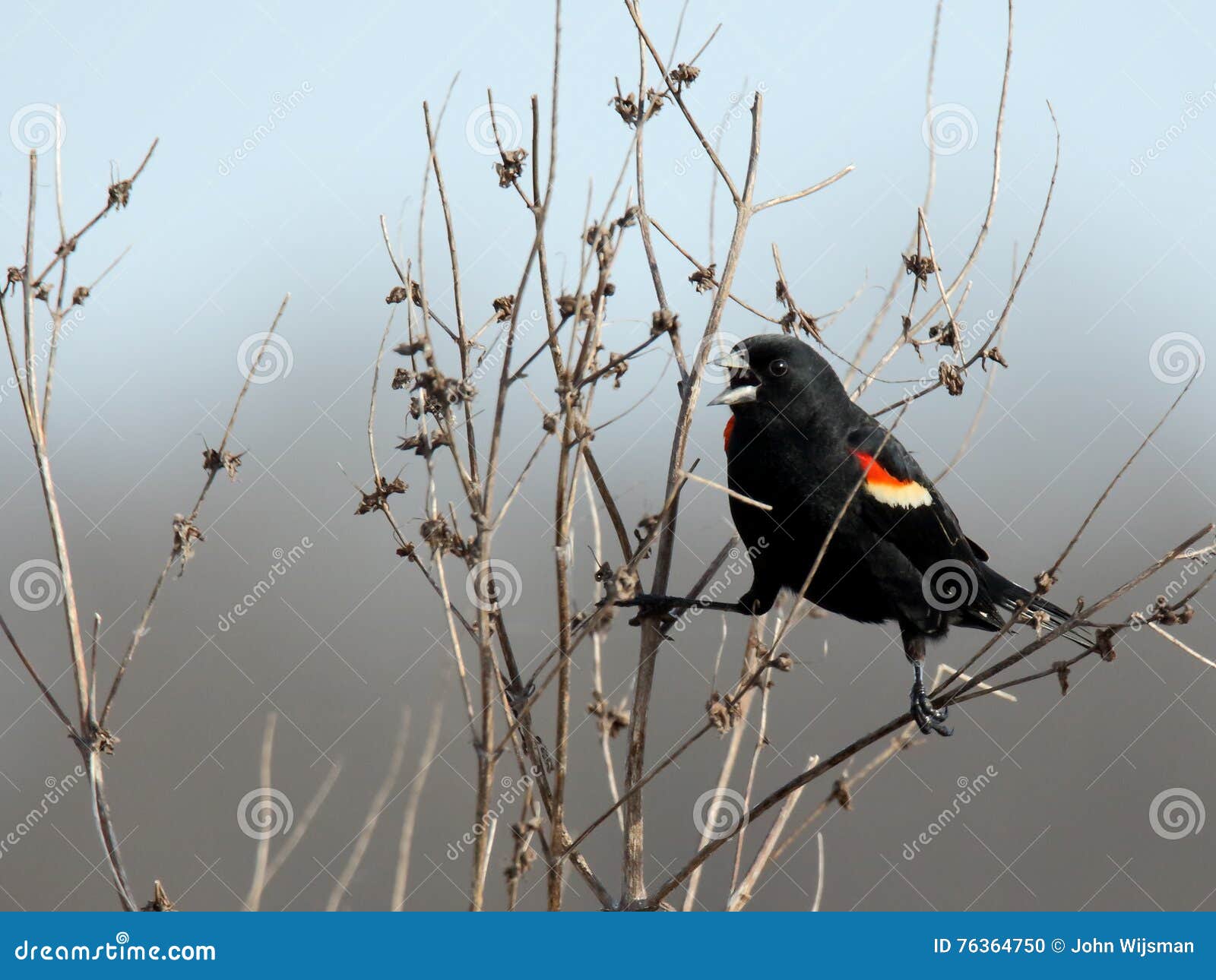 Male Red-winged Blackbird Calling in a Bush Stock Photo - Image of ...