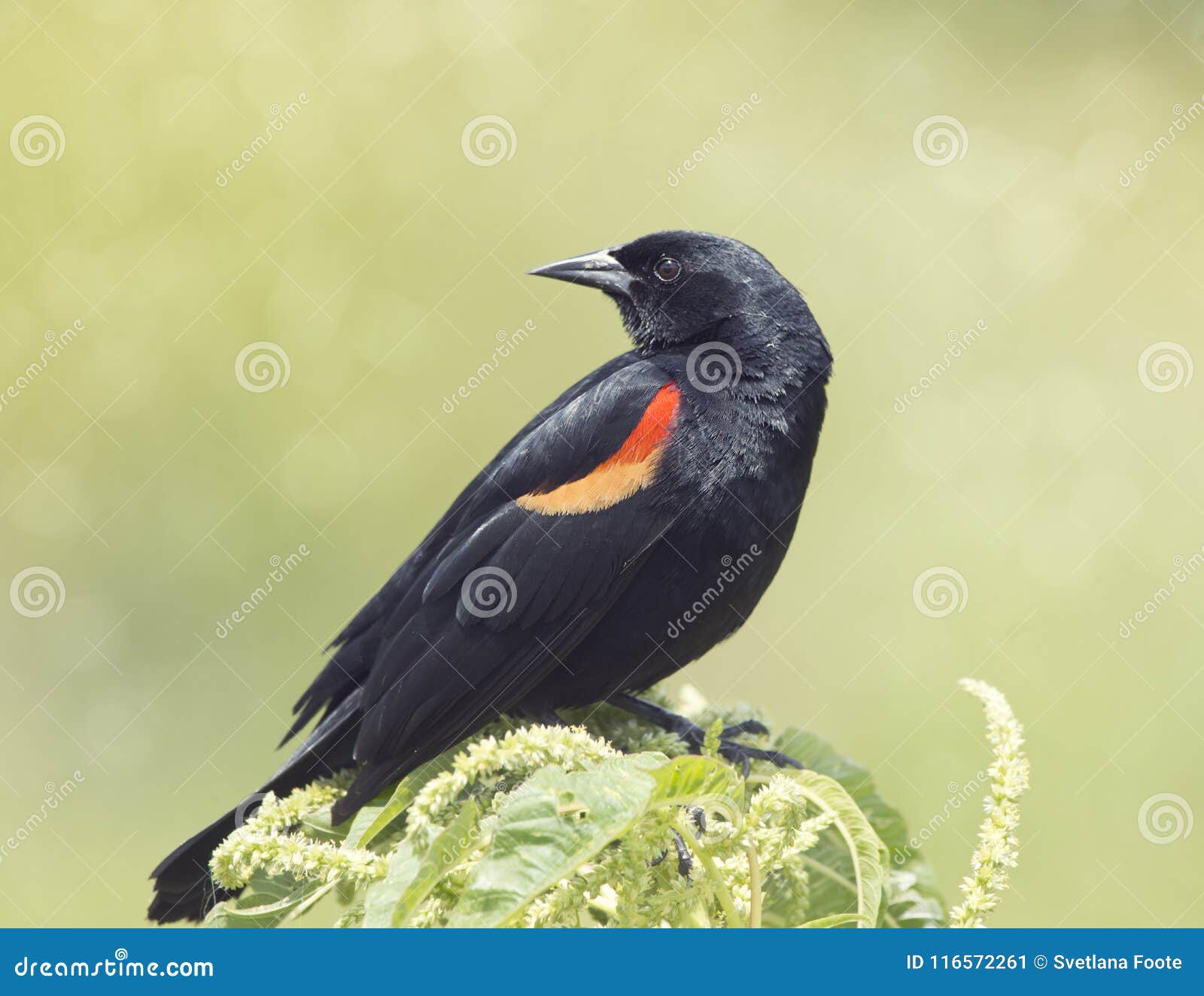 Male Red-winged Blackbird stock image. Image of nature - 116572261