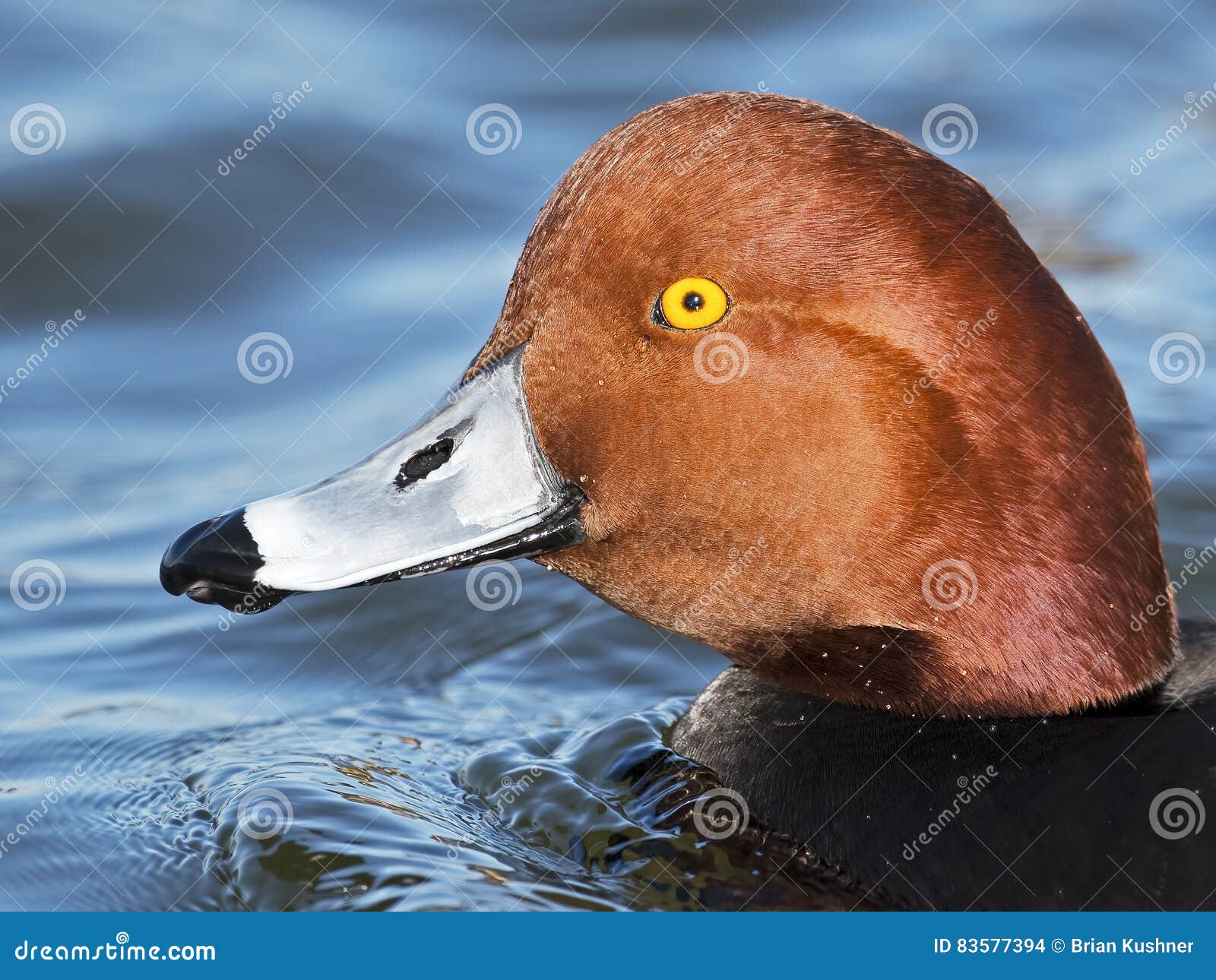 Male Redhead Duck Close-up stock photo. Image of aythya - 83577394