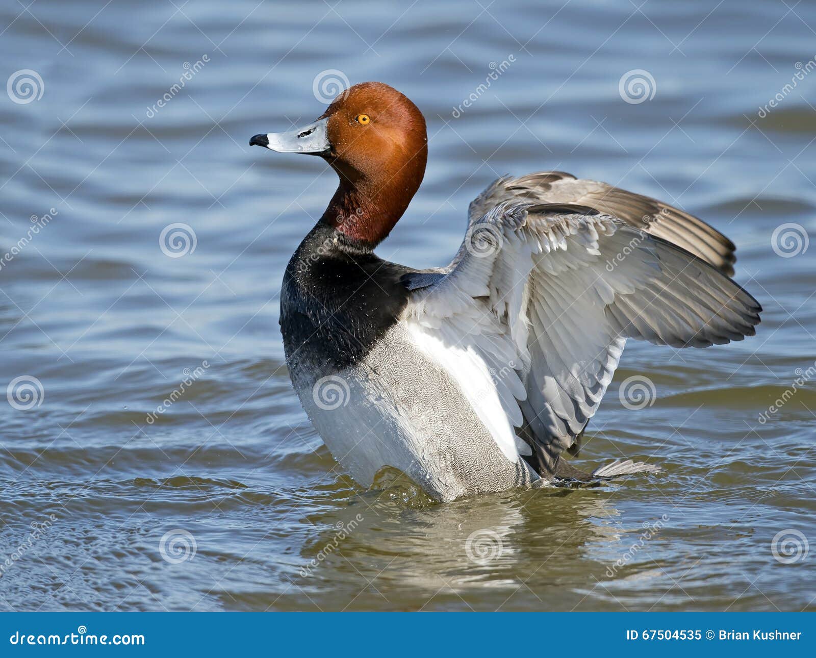 Hen Redhead Duck Wing