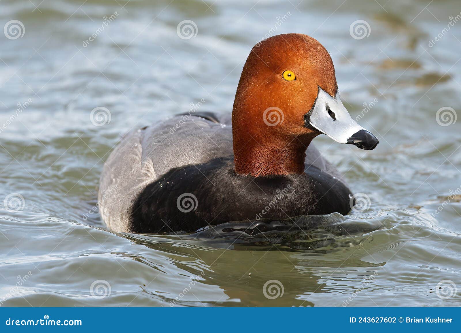 Male Redhead Duck in River stock photo. Image of birds - 243627602