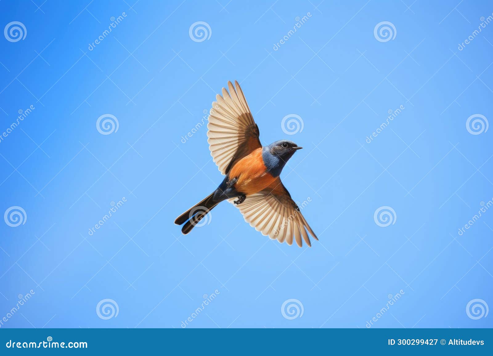 Male Redstart Bird in Flight Against a Clear Blue Sky Stock Image ...