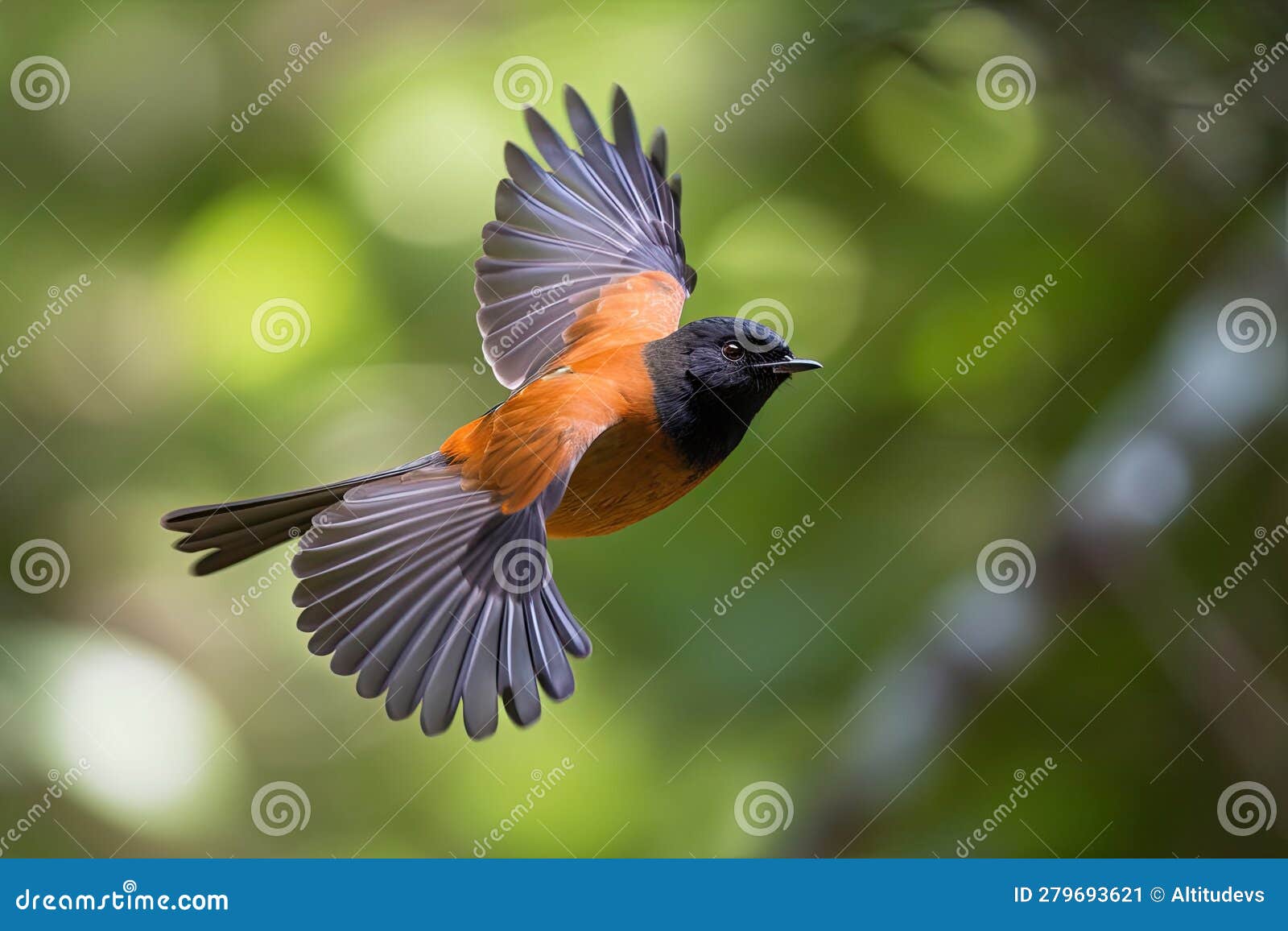 Male Redstart Bird Flying through Forest Canopy, with View of the Trees ...