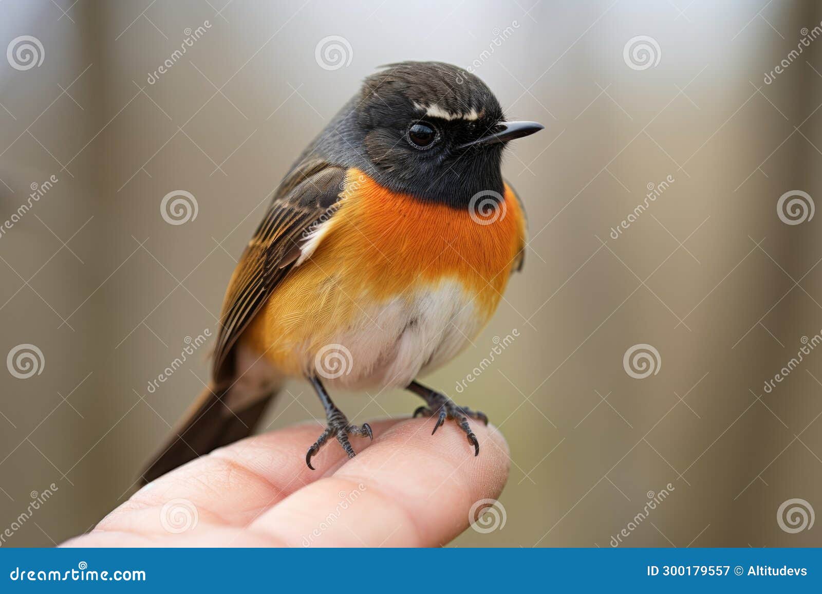 Male Redstart Bird Perched on a Birders Hand Stock Image - Image of ...