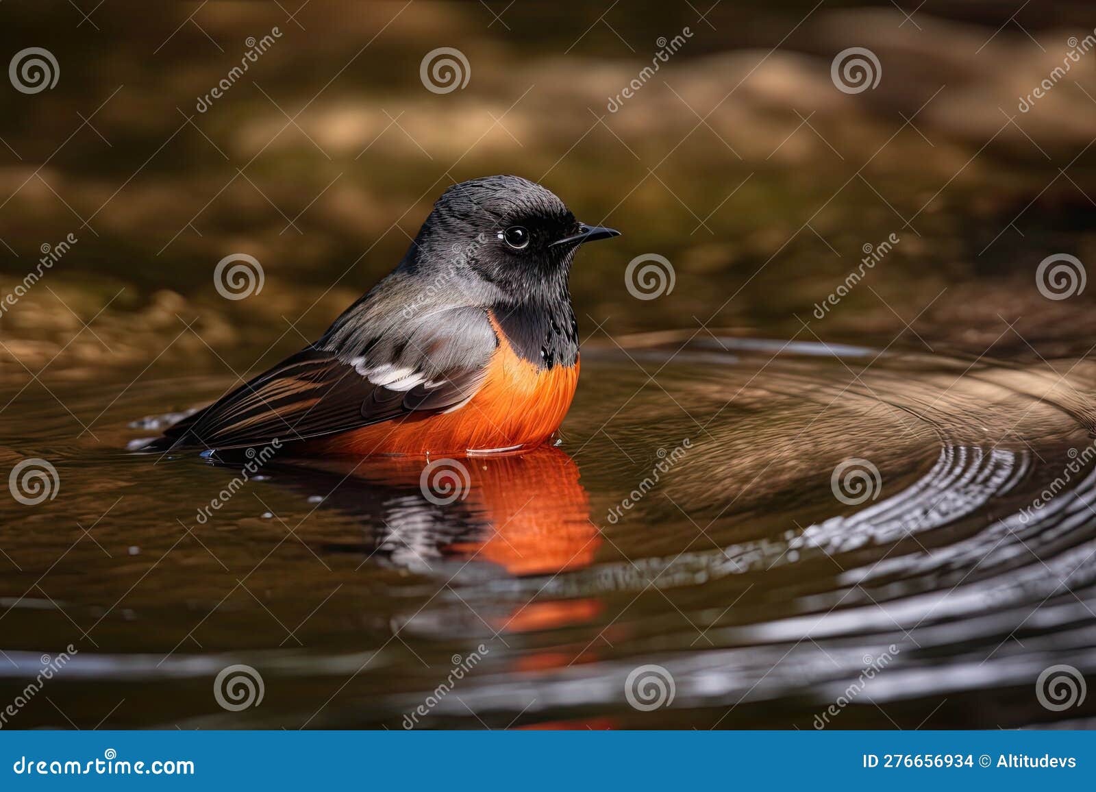 Male Redstart Bird in Pool of Water Stock Photo - Image of plumage ...