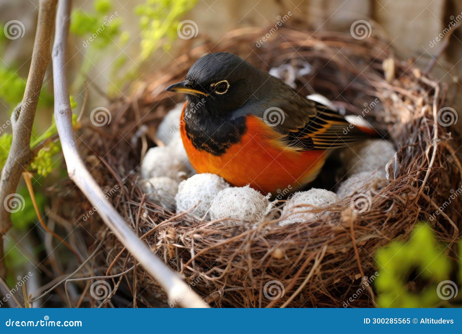 Sitting Redstart Bird. Birds Garden Clipart. For Postcards, Stickers ...