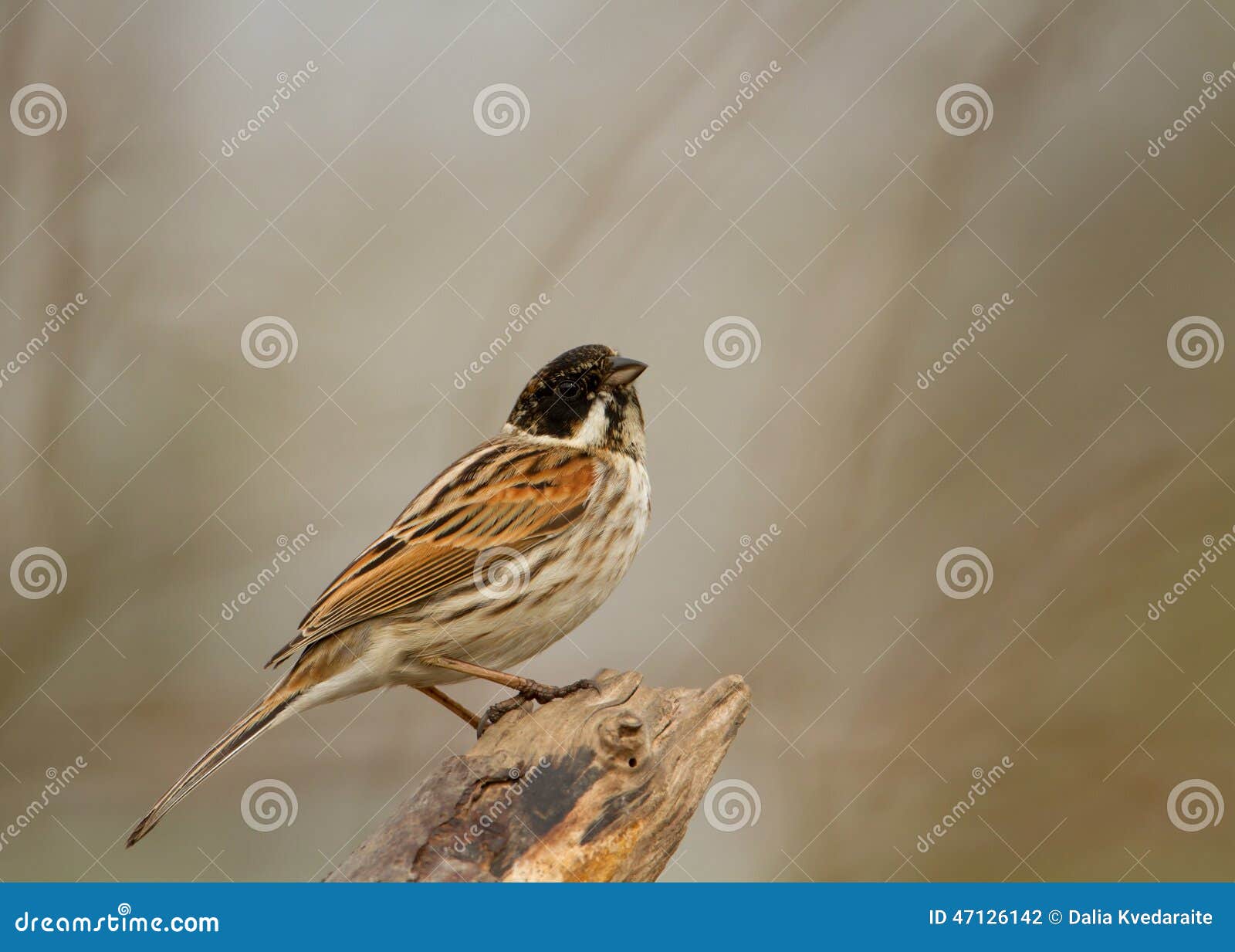 Male Reed Bunting on the Perch Stock Photo - Image of black, bird: 47126142