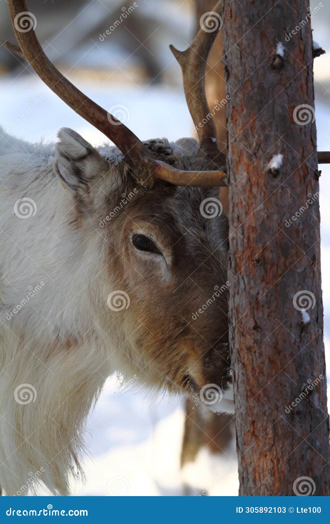 Male Reindeer Behind a Tree in the Artic Stock Image - Image of tree ...