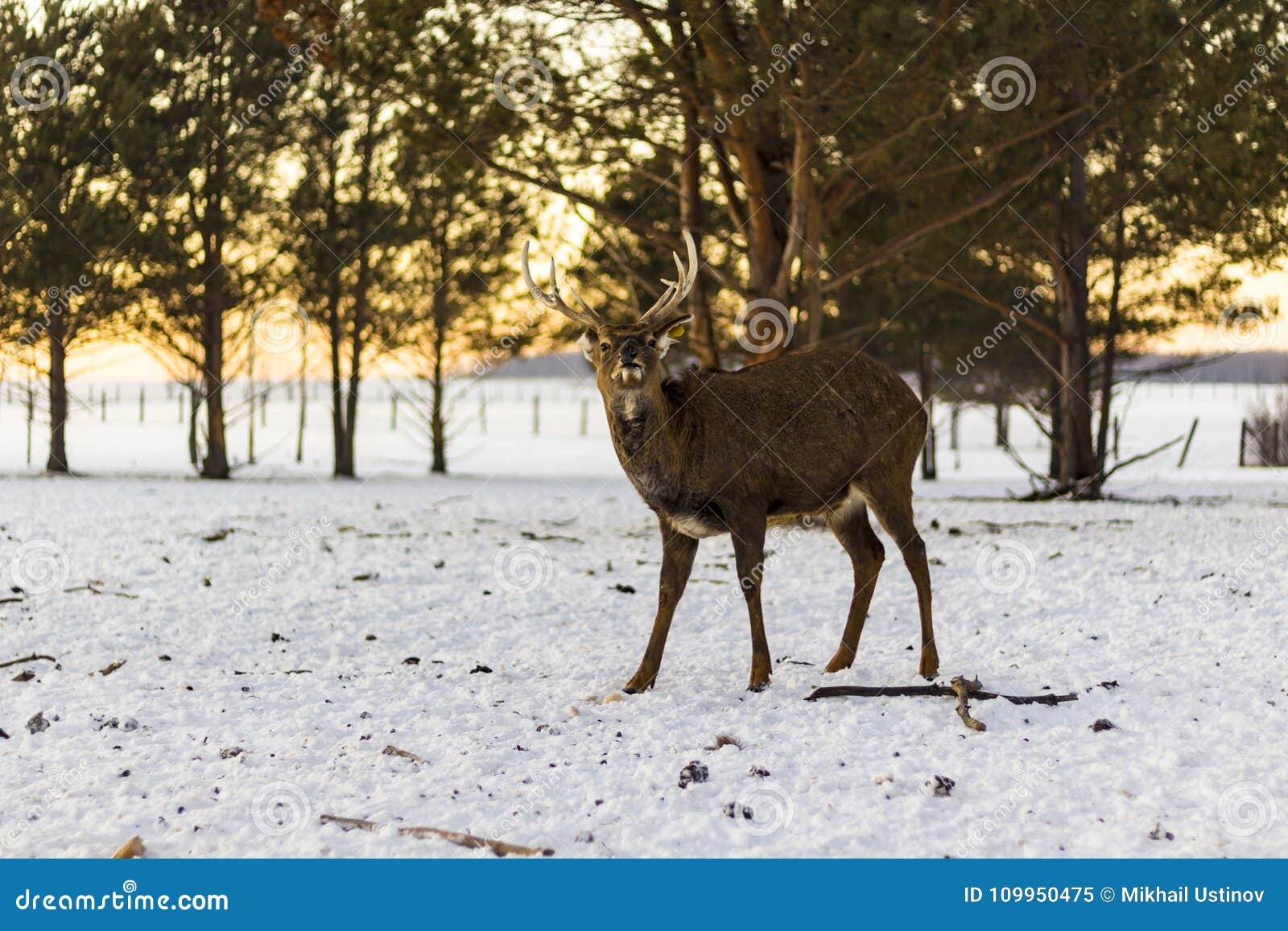The Male Reindeer in the Park Stock Image - Image of dwelling, fodder ...