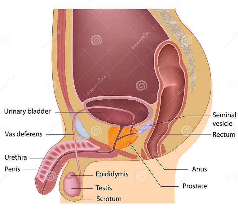 Male Reproductive System Stock Vector Illustration Of Organ 29055257