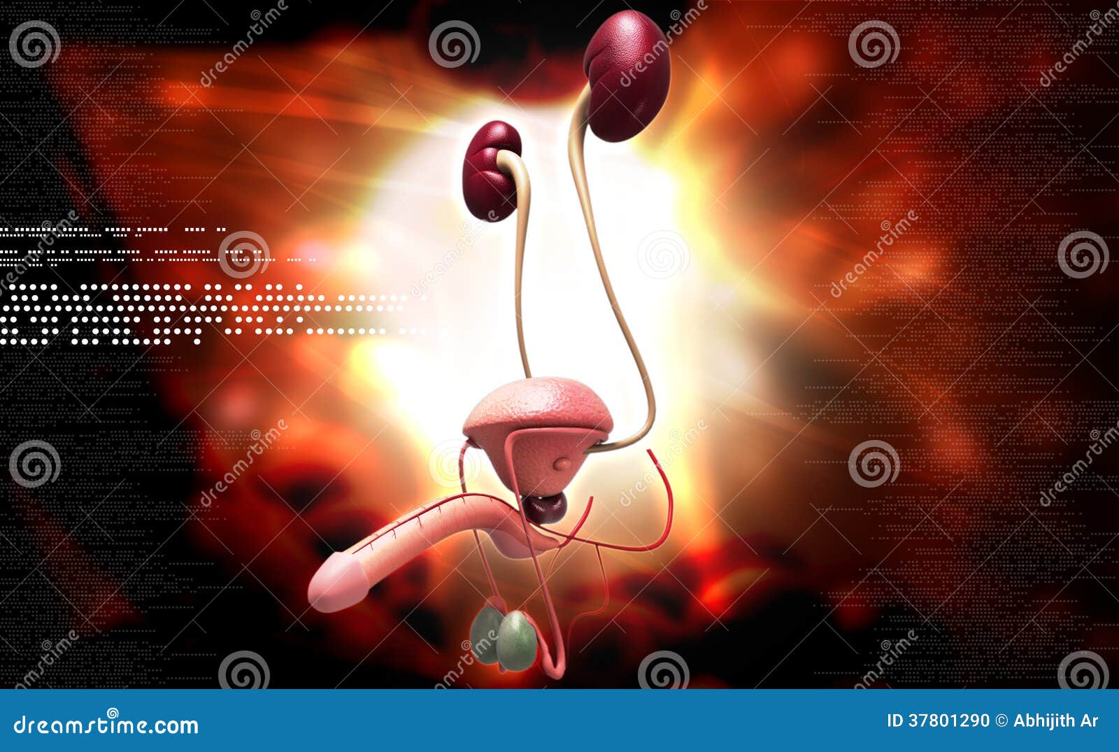 Male reproductive system stock illustration. Illustration of body ...