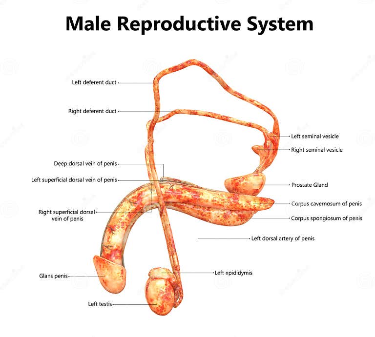 Male Reproductive System Anatomy With Detailed Labels Stock