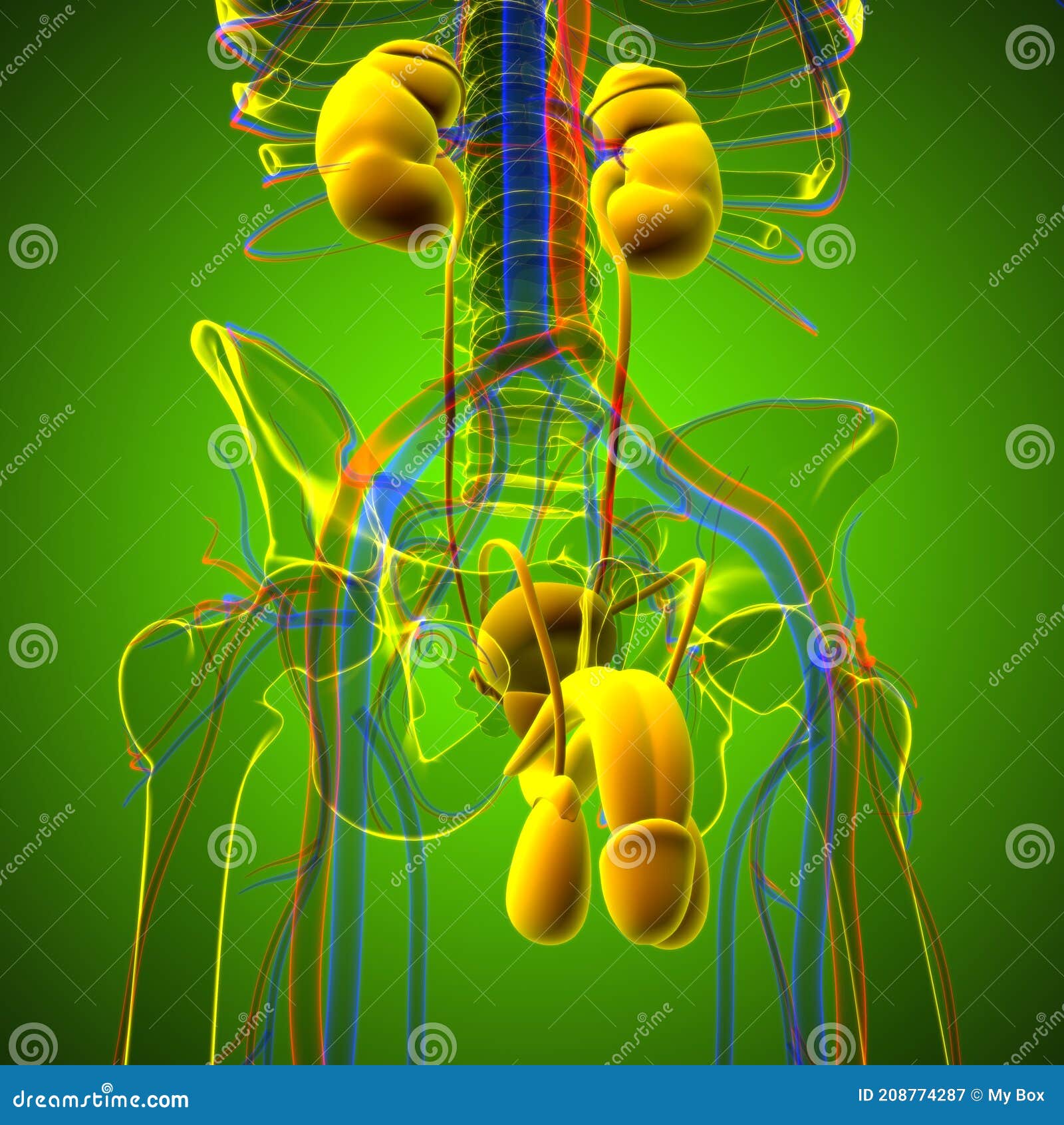 Male Reproductive System Anatomy For Medical Concept 3d Rendering Stock