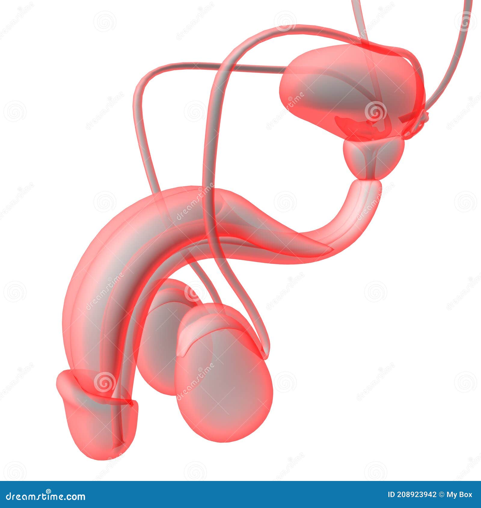 Male Reproductive System Anatomy For Medical Concept 3d Rendering Stock