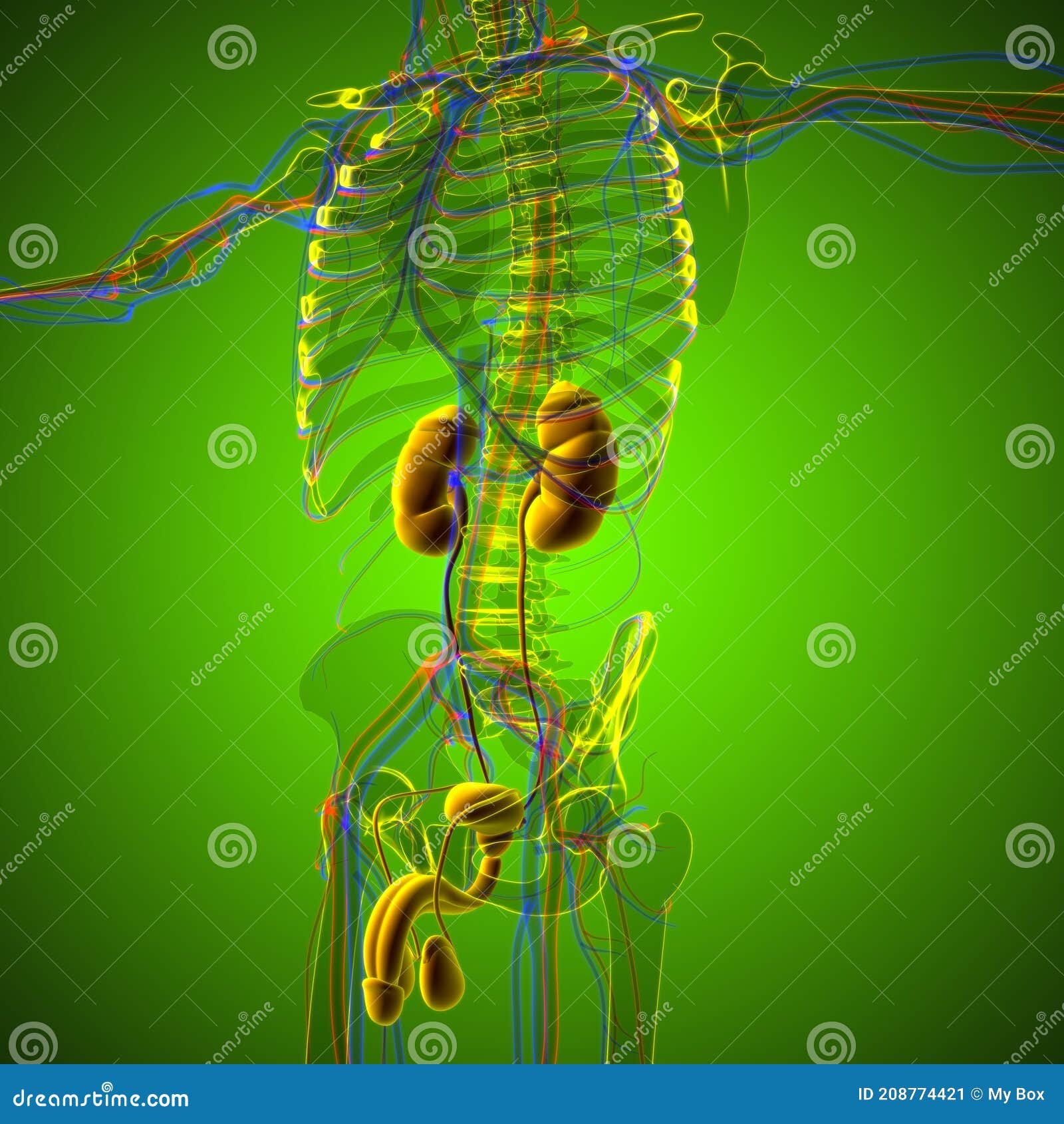 Male Reproductive System Anatomy For Medical Concept 3d Stock