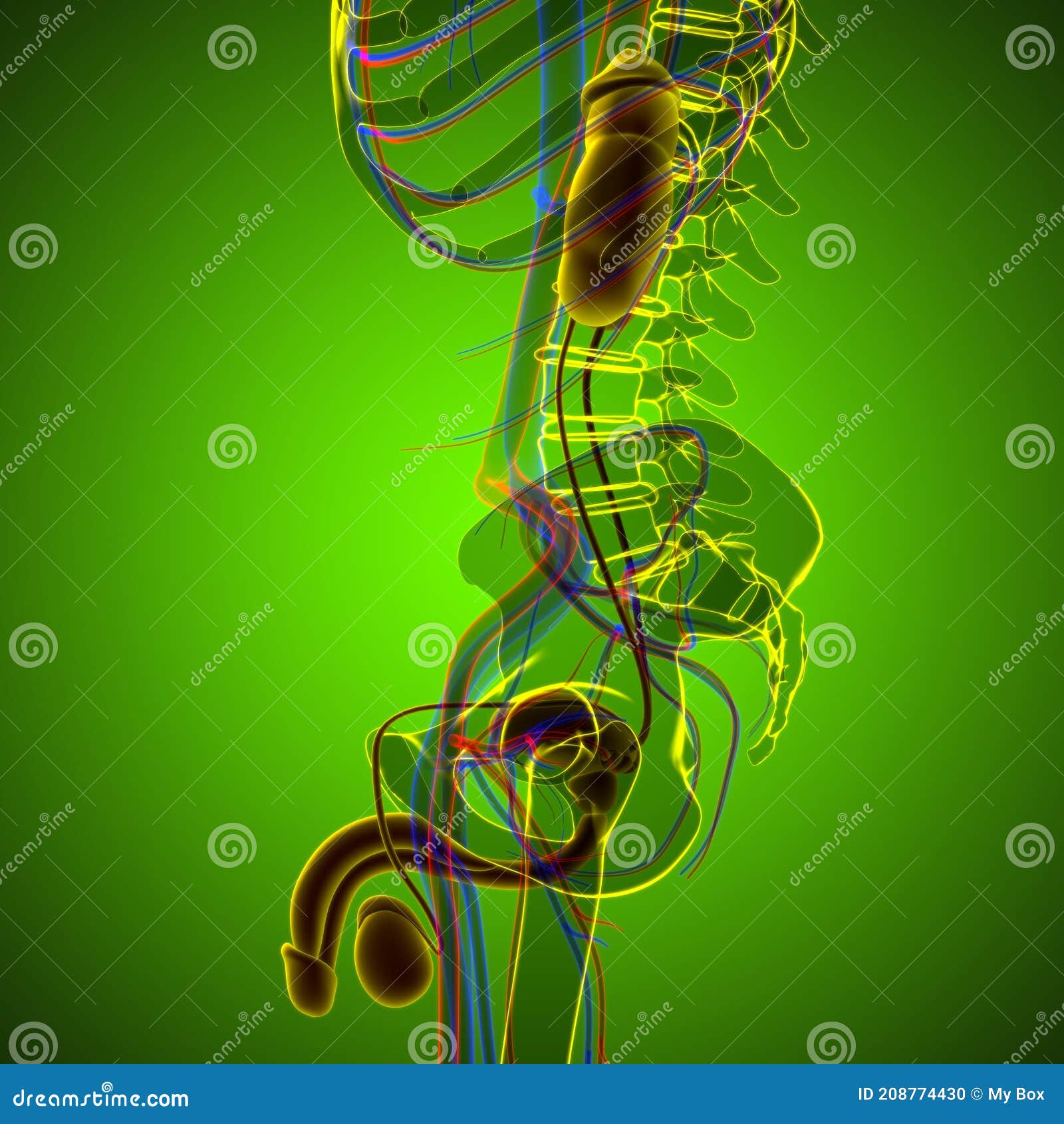 Male Reproductive System Anatomy For Medical Concept 3d Stock
