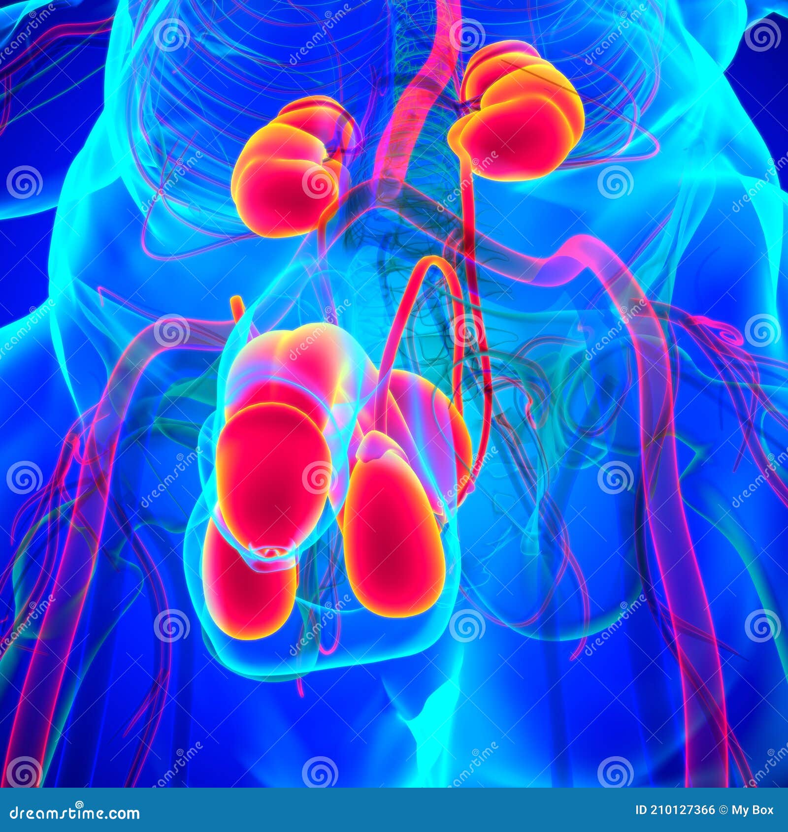 Male Reproductive System Anatomy For Medical Concept 3d Stock