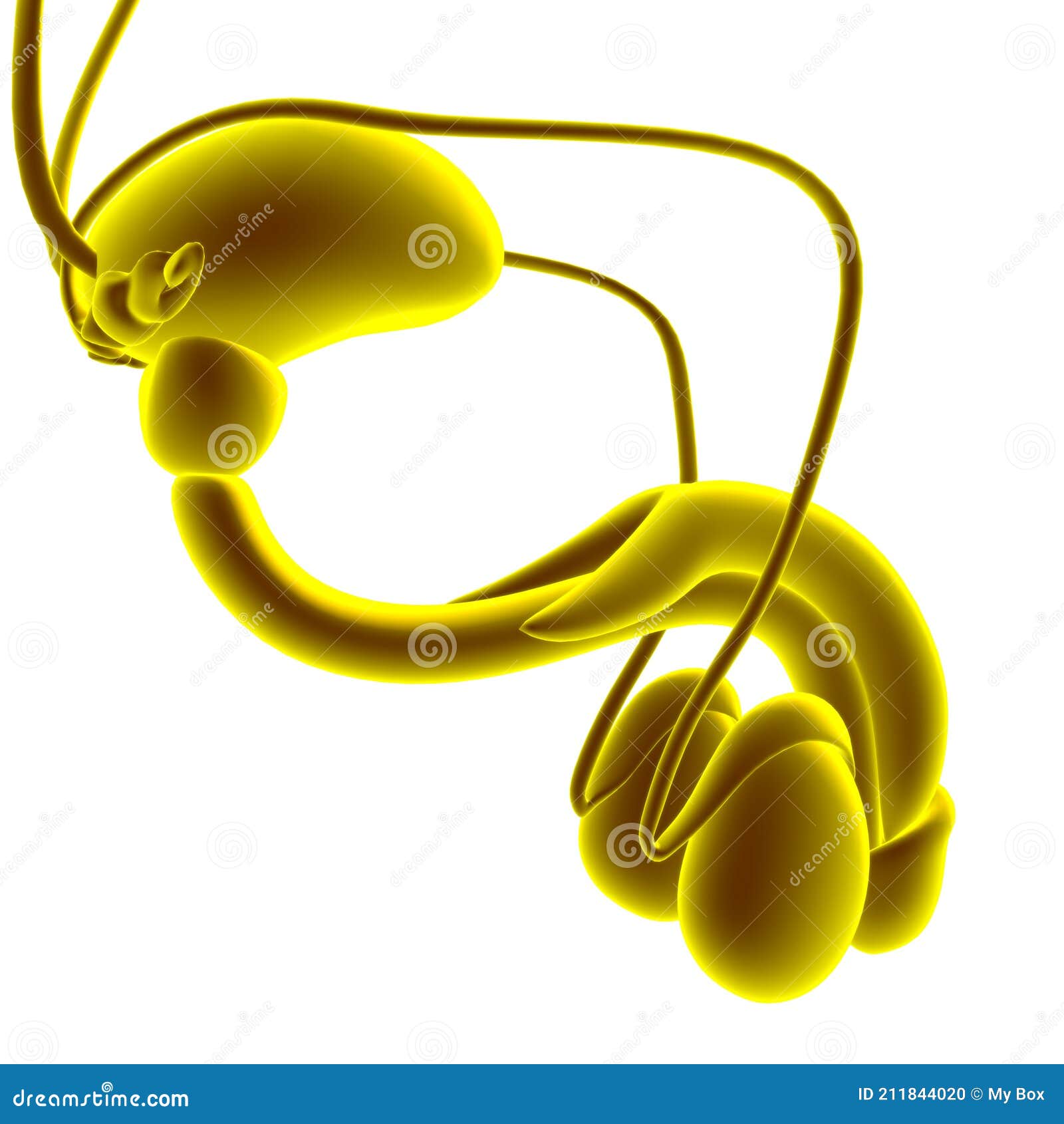 Male Reproductive System Anatomy For Medical Concept 3d Stock Illustration Illustration Of