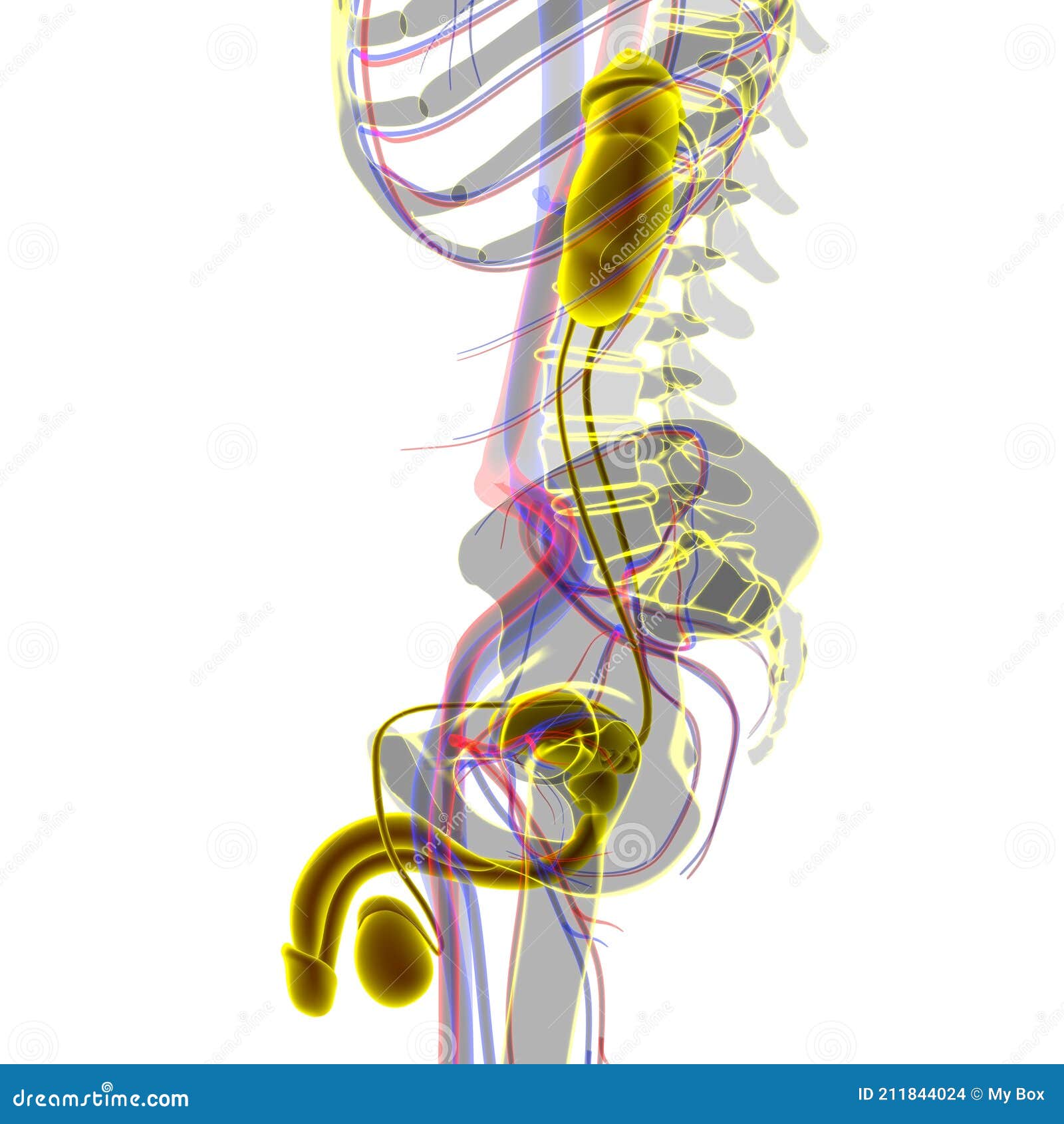 Male Reproductive System Anatomy For Medical Concept 3d Stock