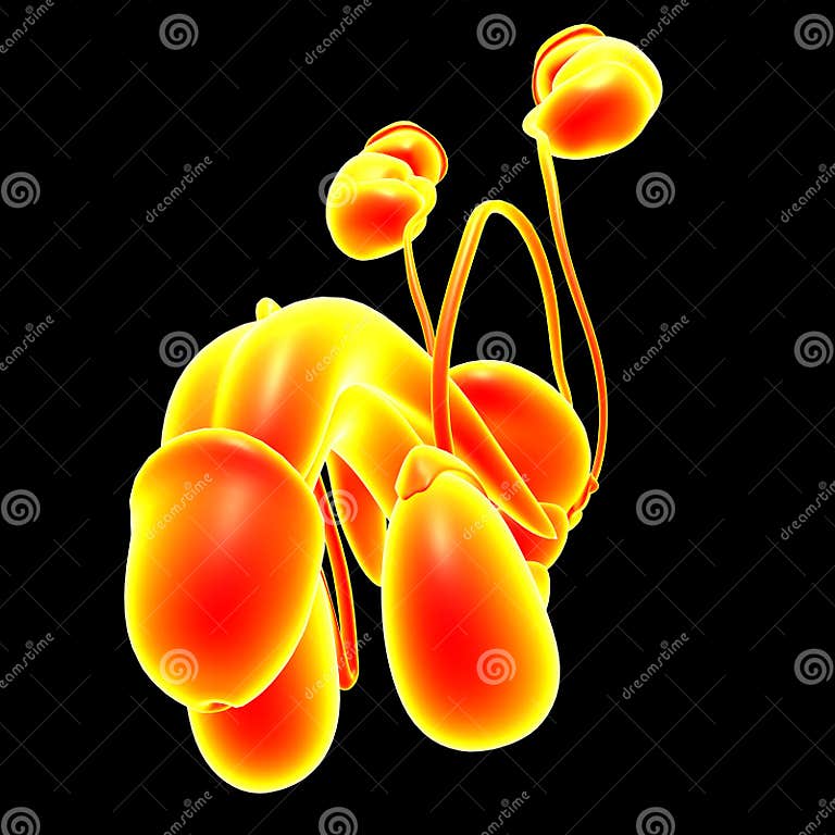 Male Reproductive System Anatomy For Medical Concept 3d Rendering Stock Illustration