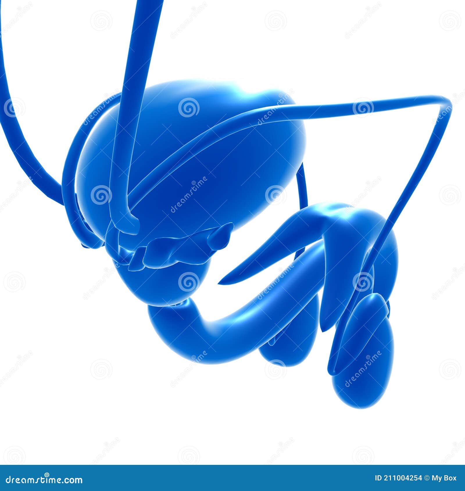 Male Reproductive System Anatomy For Medical Concept 3d Rendering Stock