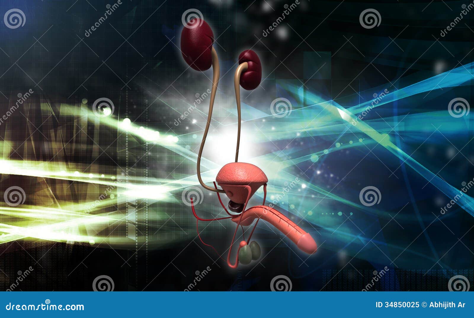 Male reproductive system stock illustration. Illustration of organs ...