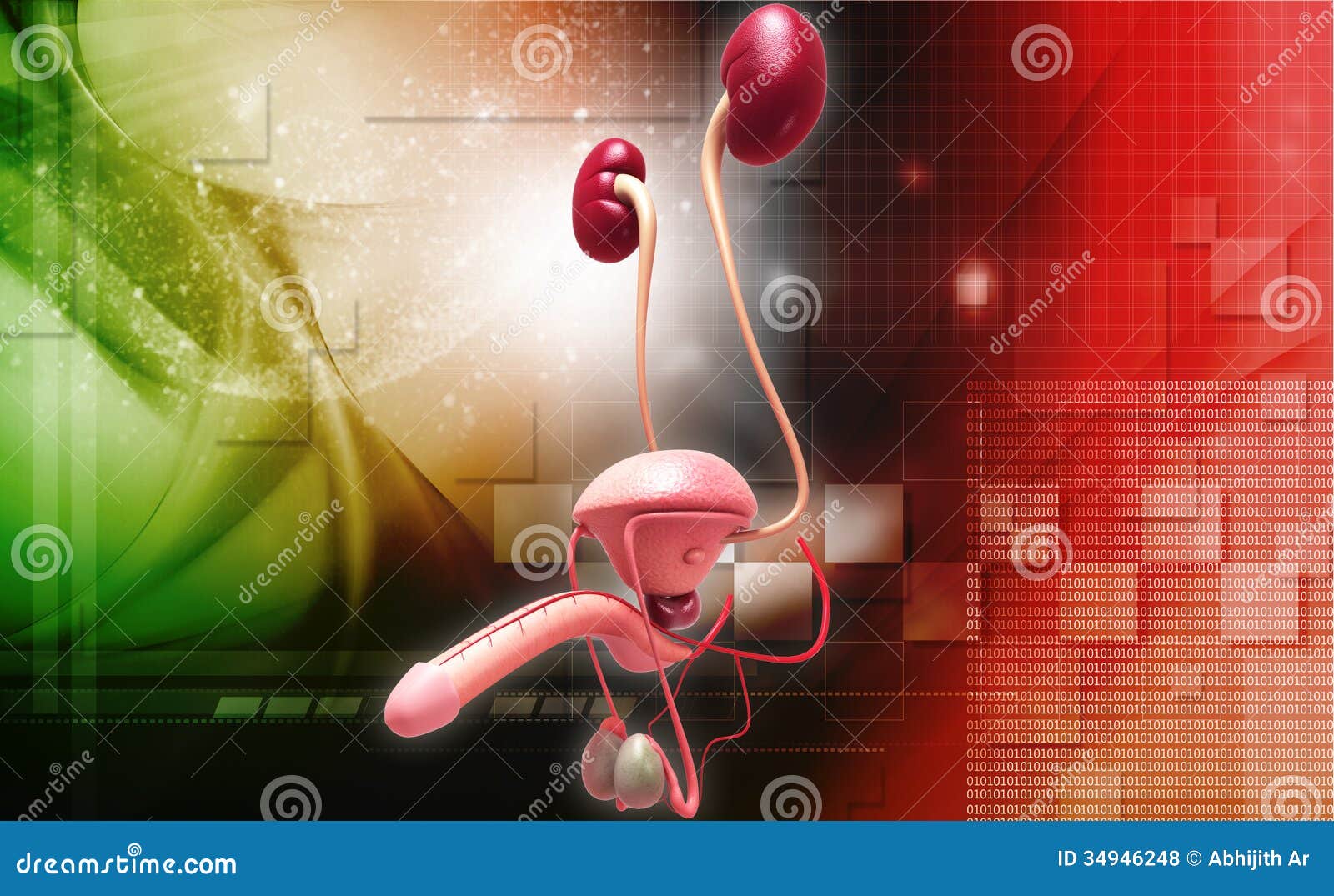 Male reproductive system stock photo. Image of reproductive - 34946248