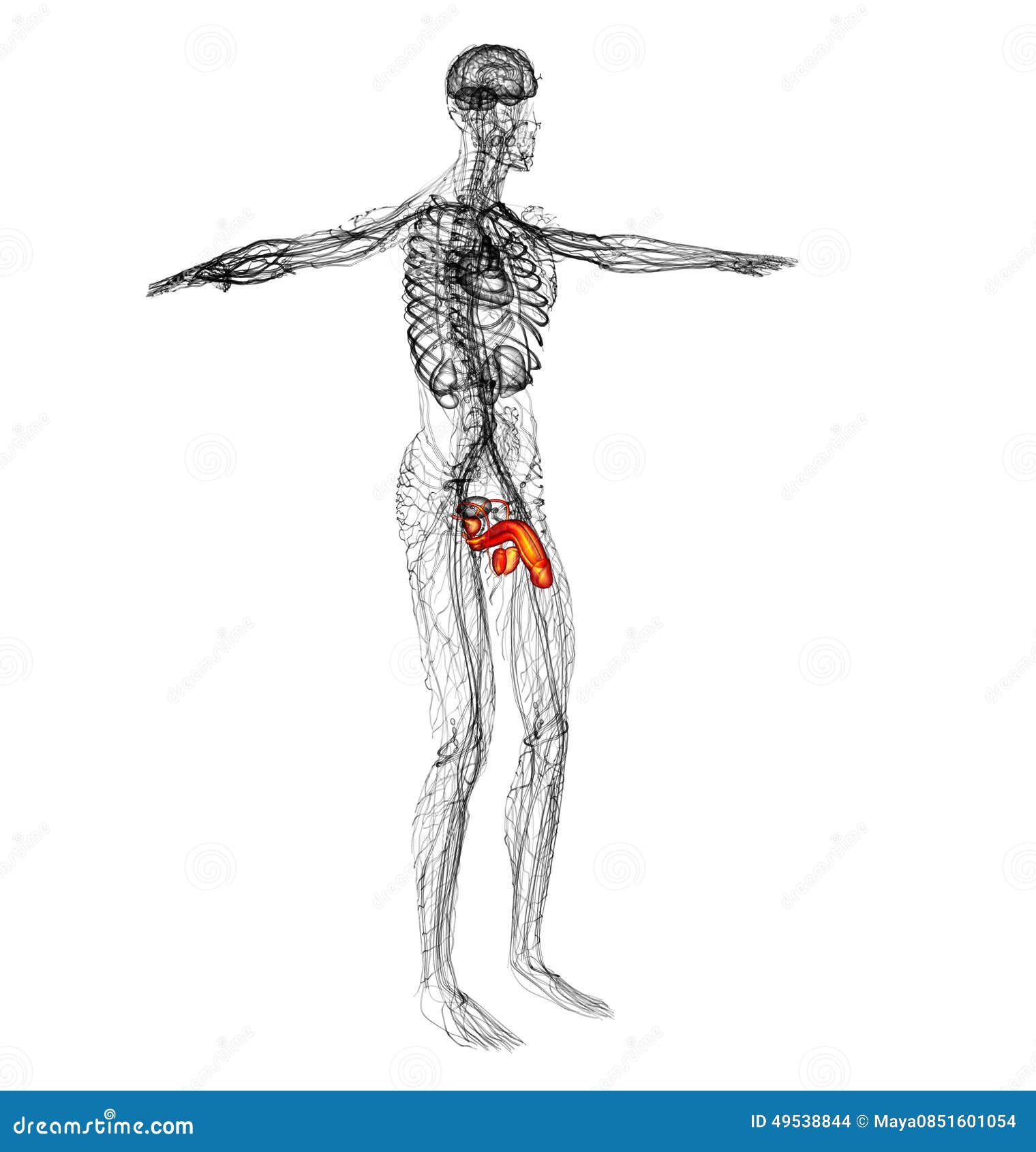 Male reproductive system stock illustration. Illustration of health ...