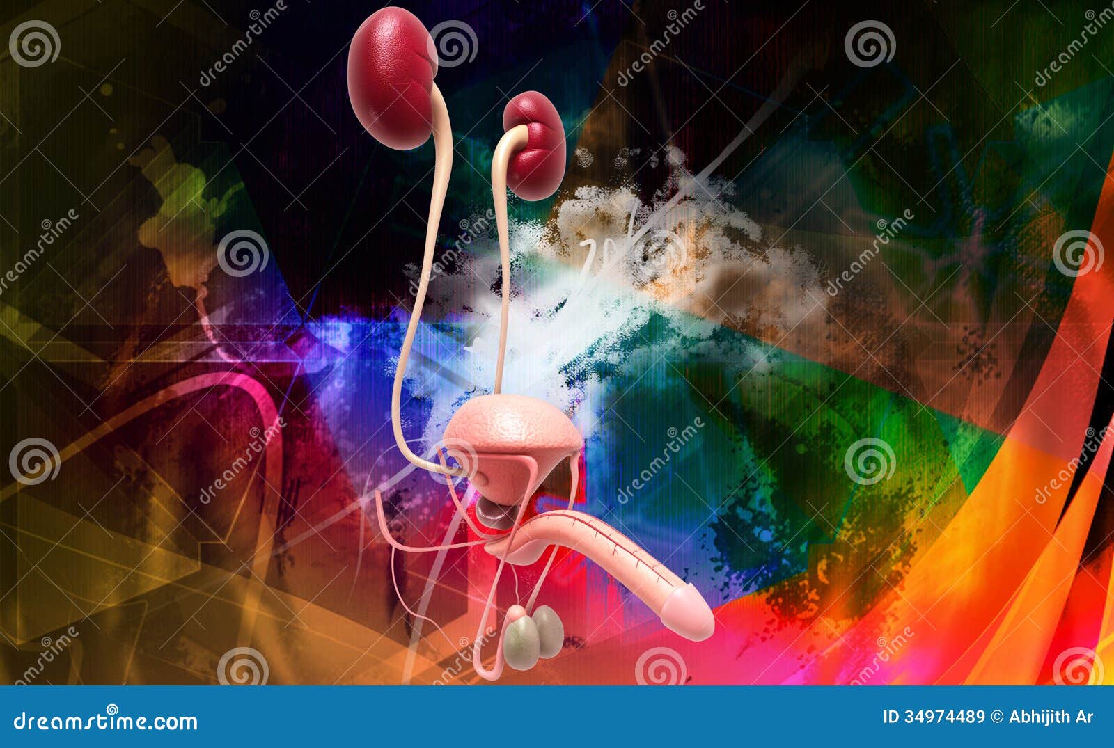 Male reproductive system stock illustration. Illustration of medical ...