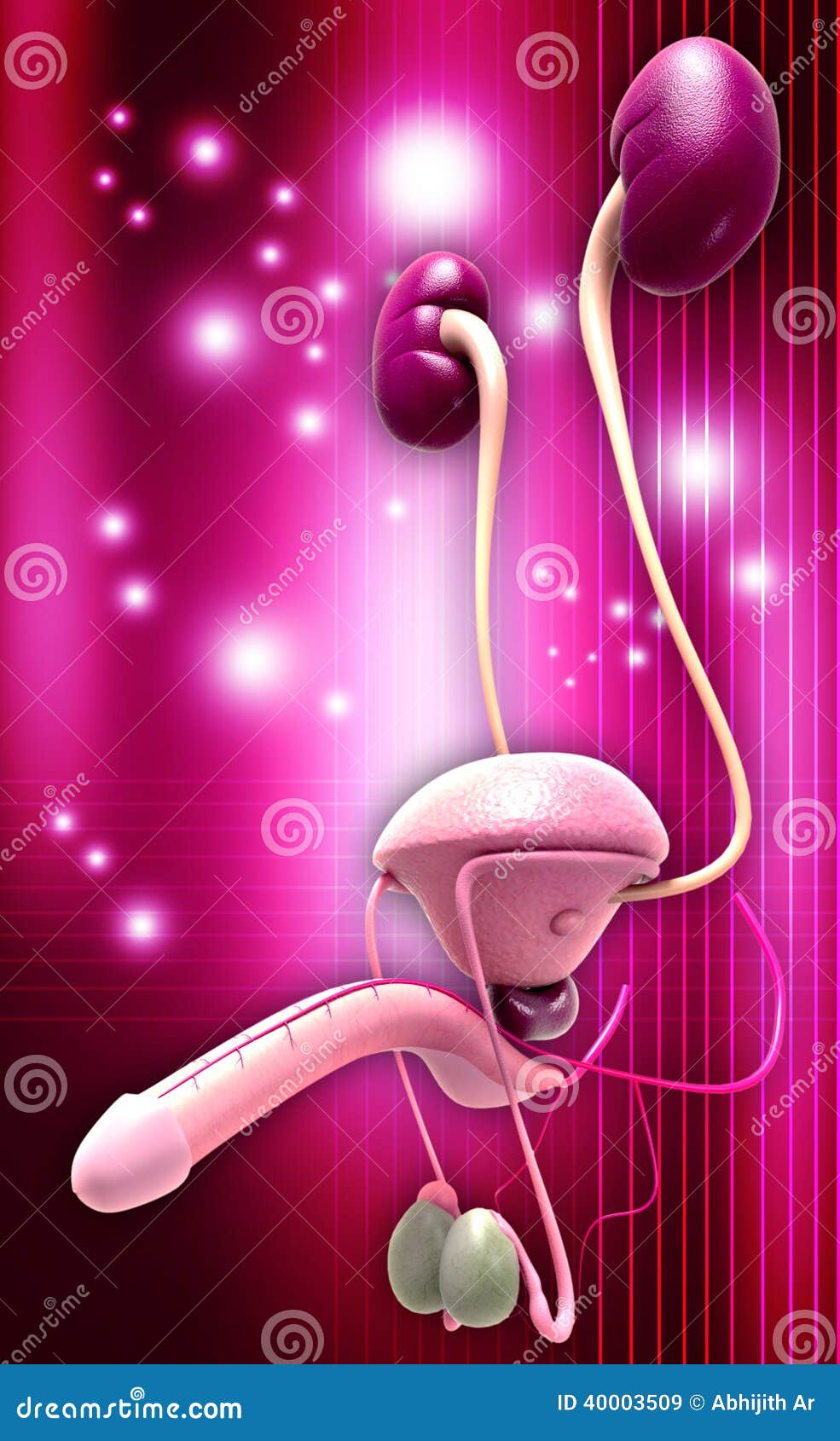 Male reproductive system stock illustration. Illustration of duct ...