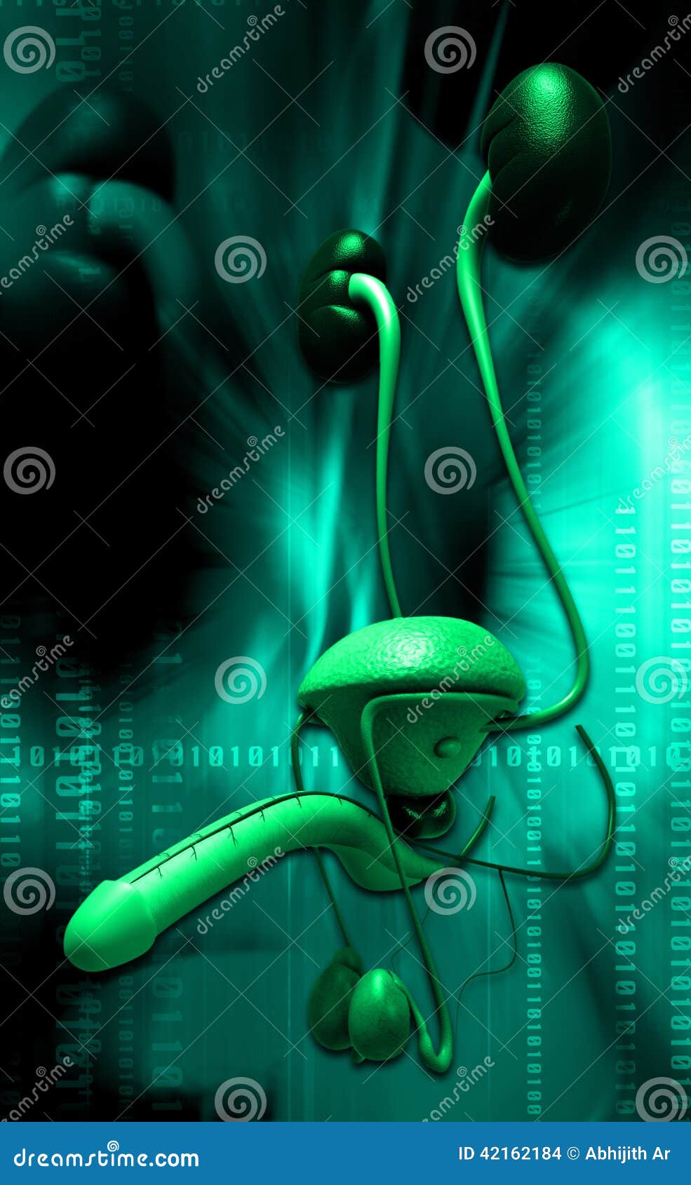 Male reproductive system stock illustration. Illustration of birth ...