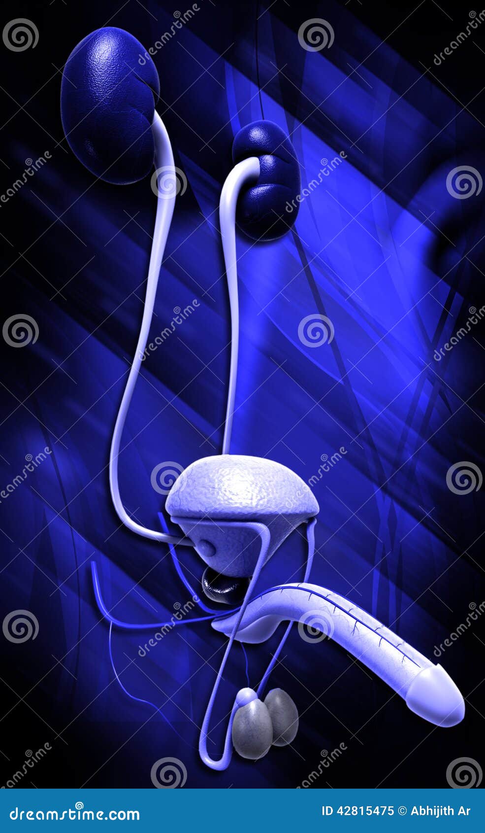 Male reproductive system stock illustration. Illustration of gland ...