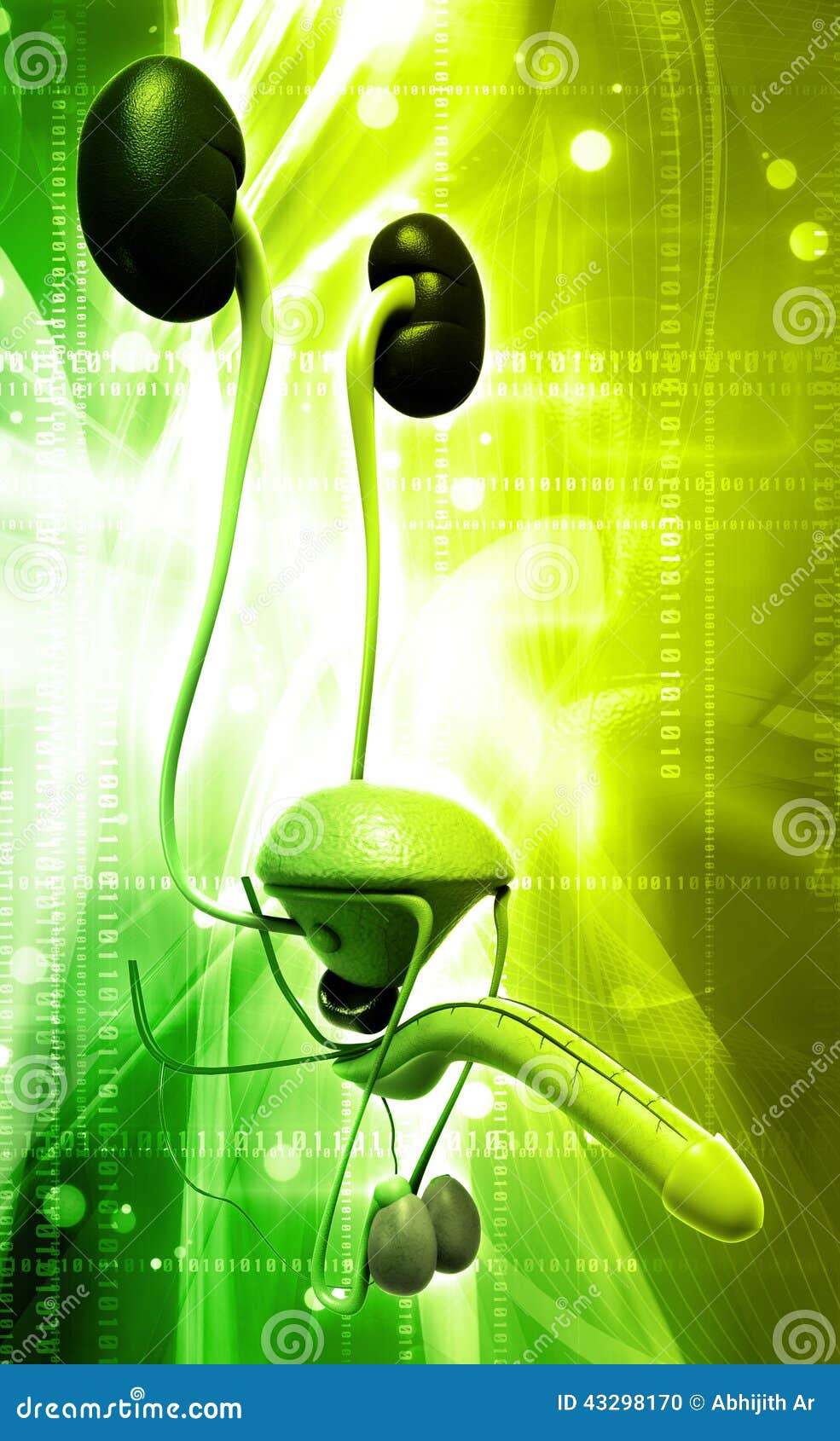 Male reproductive system stock illustration. Illustration of anatomical ...