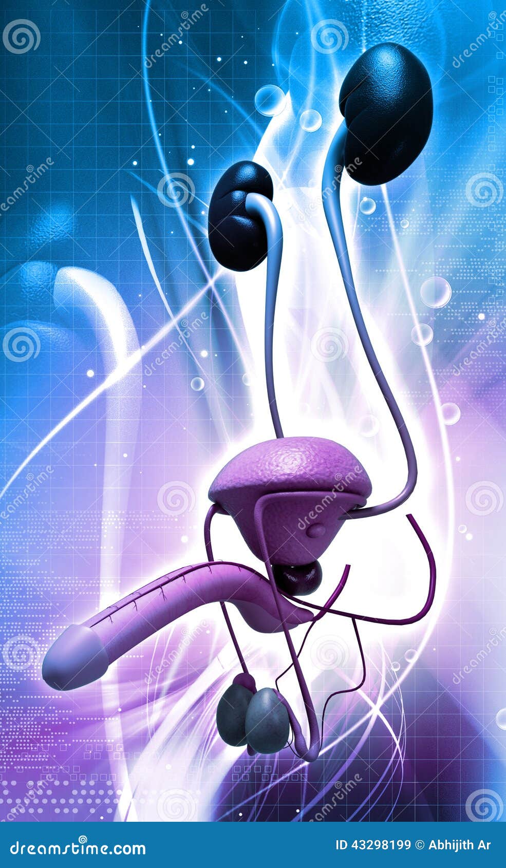 Male reproductive system stock illustration. Illustration of bladder ...