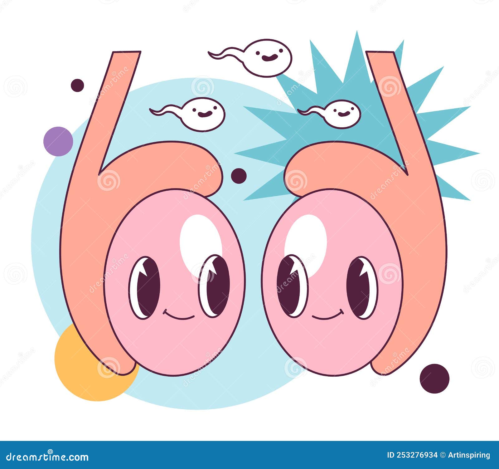Male Reproductive System Healthy Male Testis Reproductive System