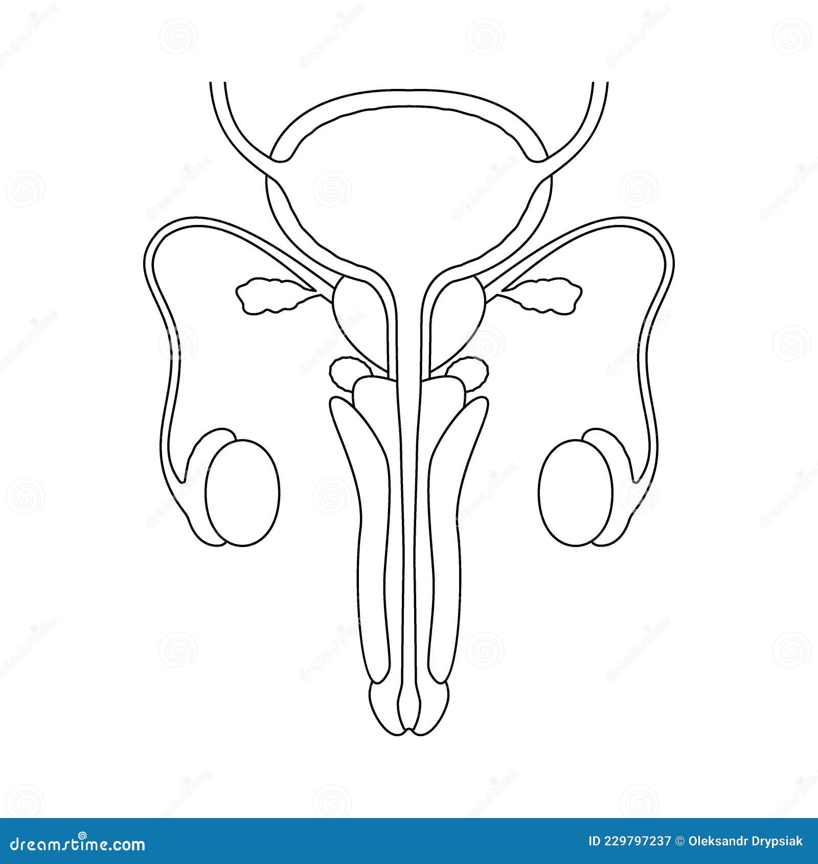 Male Reproductive System In Line Style Anatomically Correct Reproductive Organs With Cross