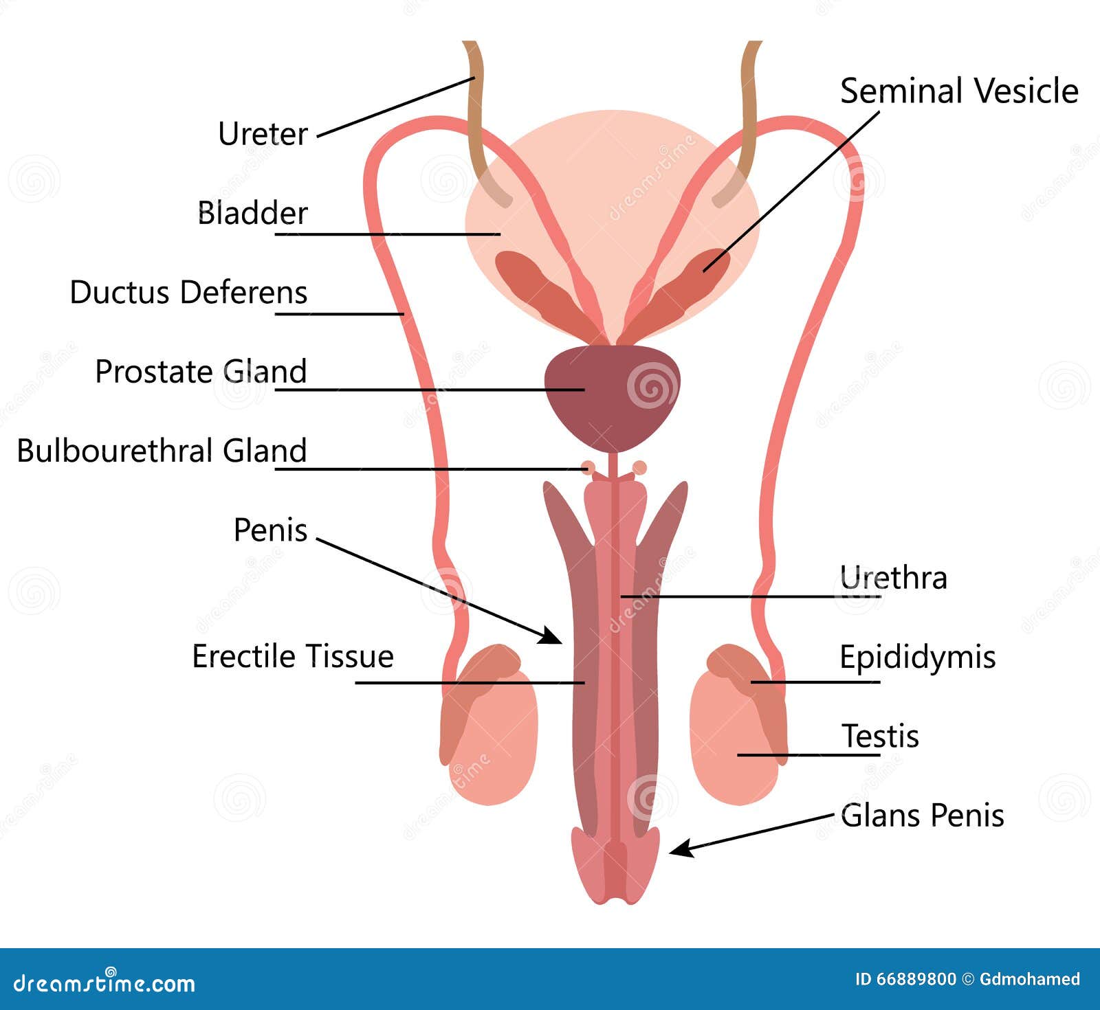 Male Reproductive System Vector Diagram Stock Vector Illustration Of