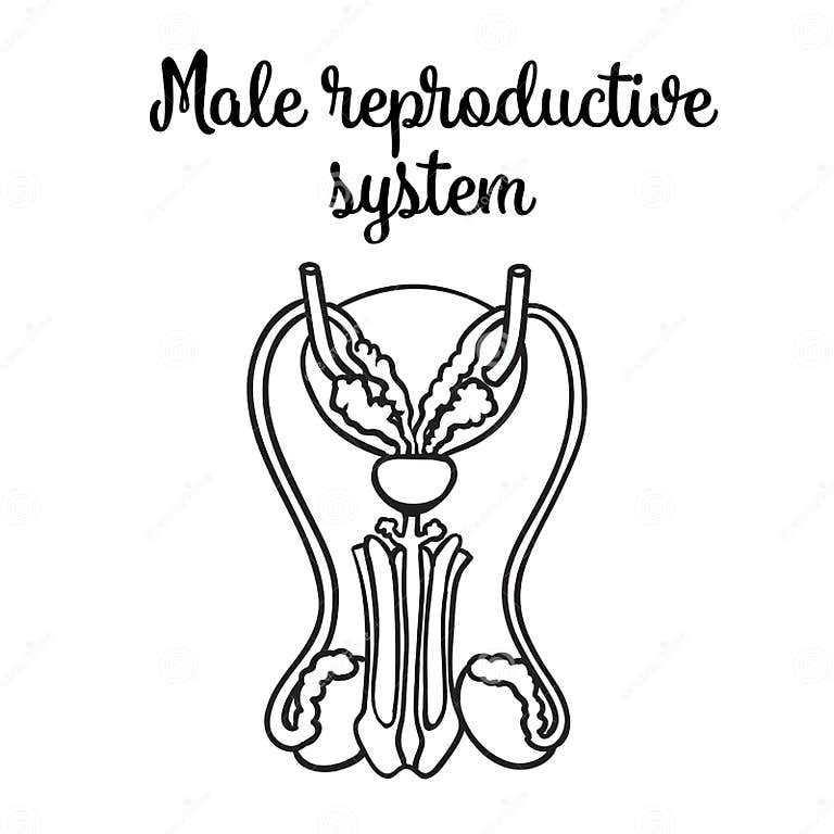 Male Reproductive System Stock Vector Illustration Of Anatomical